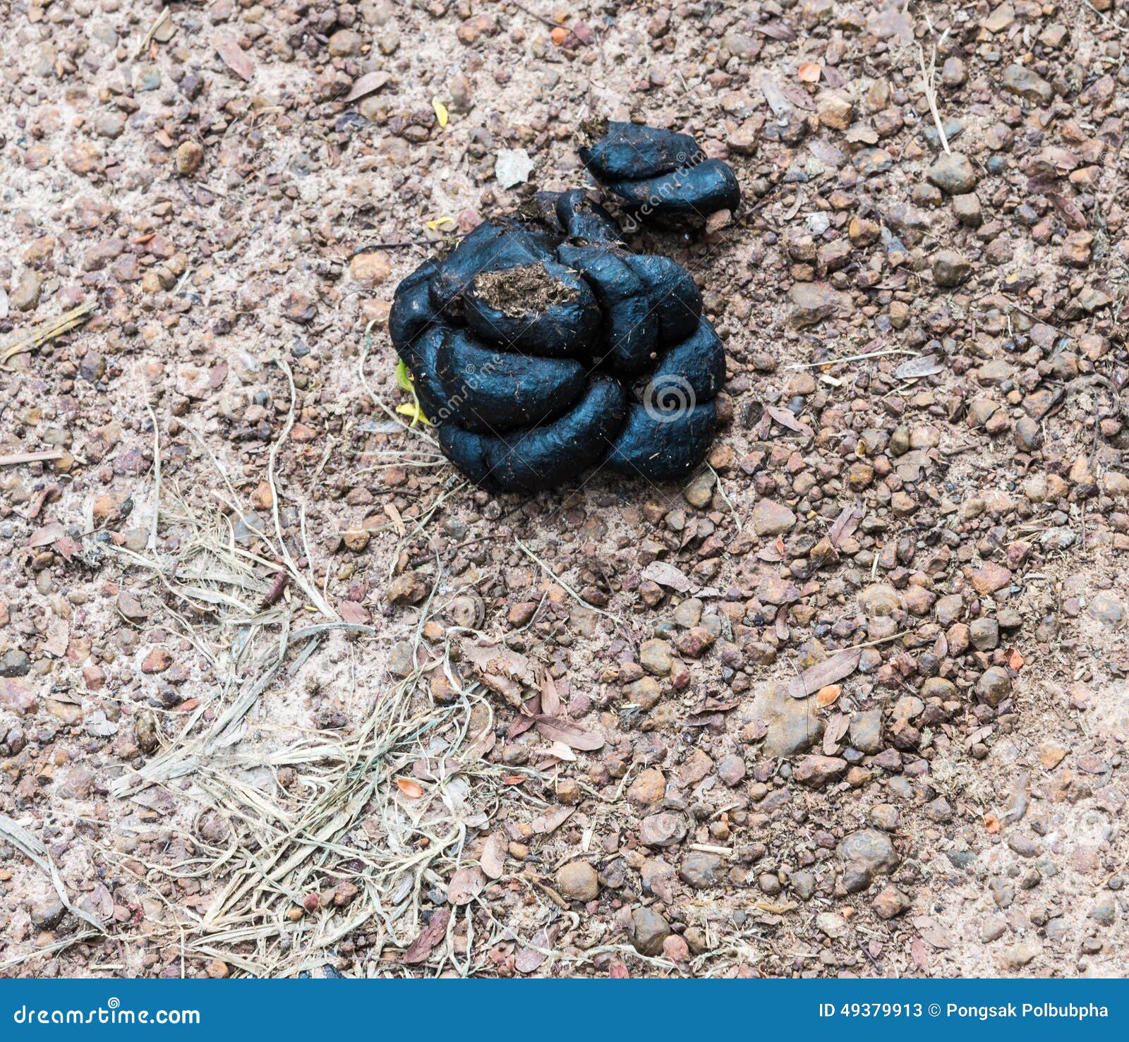 Fresh cow dung stock image. Image of animal, farm, fresh - 49379913