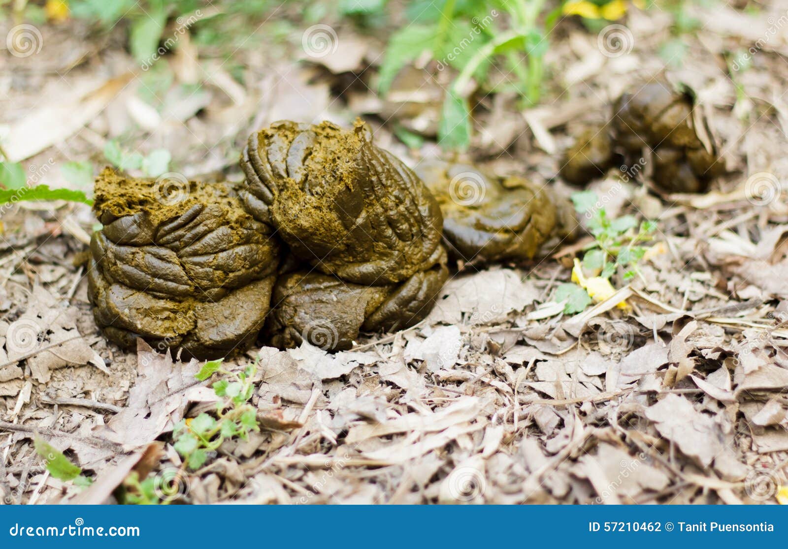 Fresh Cow Dung For Making Organic Fertilizer,too Soft Focus. Royalty ...