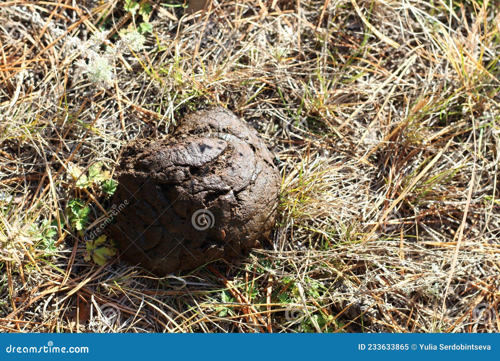Fresh Cow Shit on the Green Grass Stock Image - Image of smelly, pattie ...