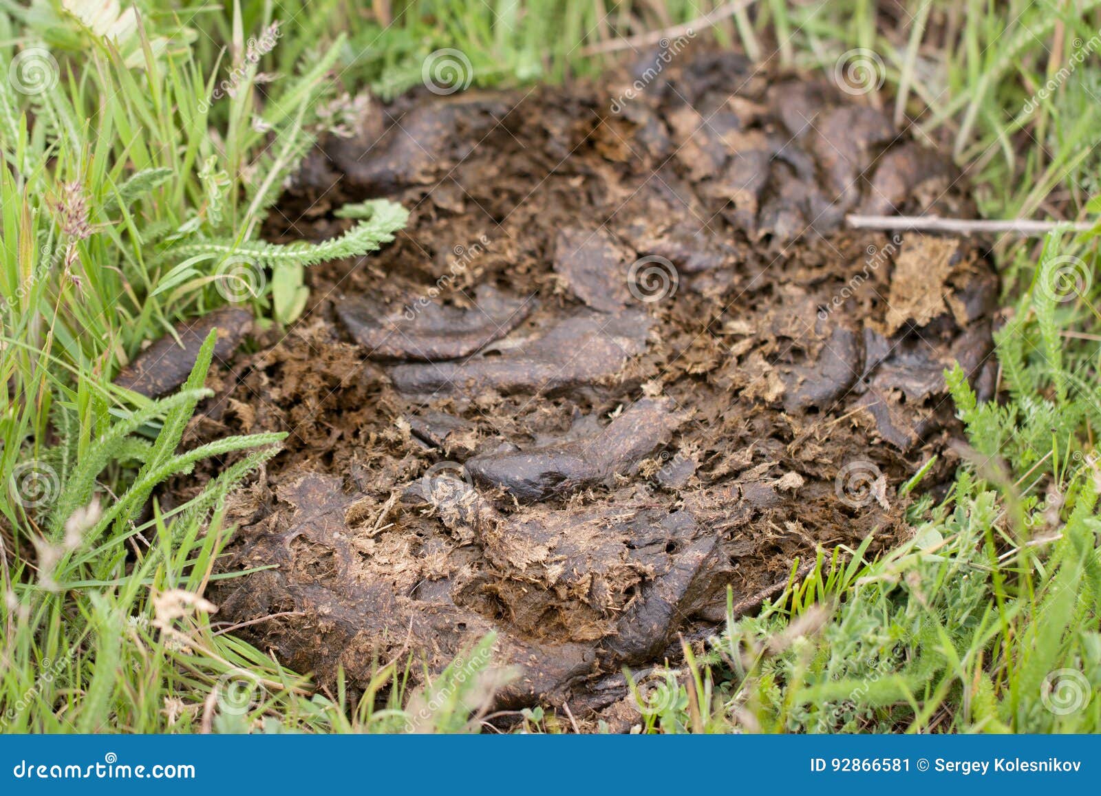 Fresh Cow Shit on the Green Grass Stock Image - Image of excretion ...