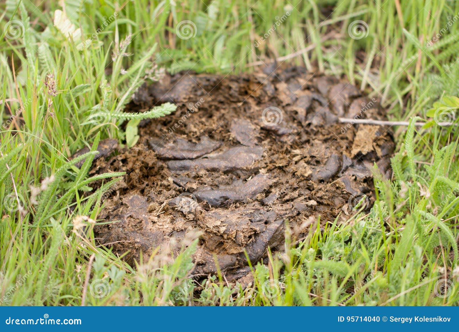 Fresh Cow Shit on the Green Grass Stock Photo - Image of agricultural ...