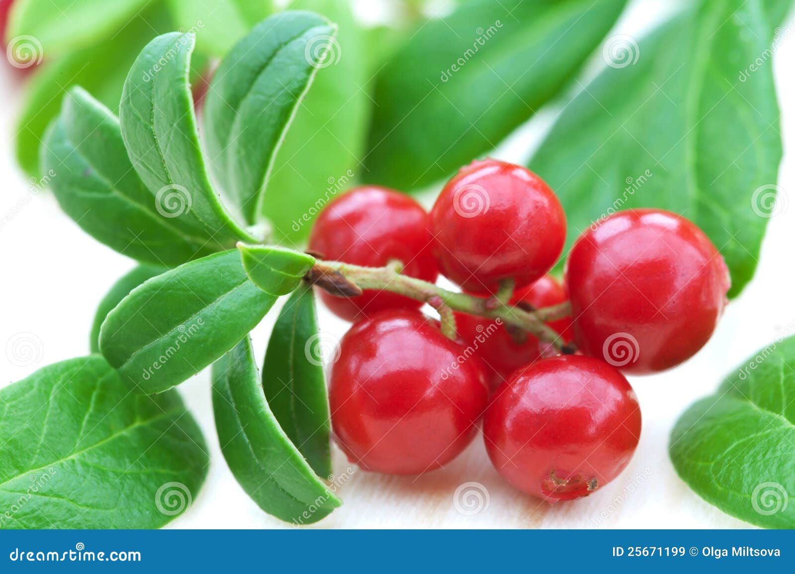 Fresh cowberry stock image. Image of flavor, season, freshness - 25671199