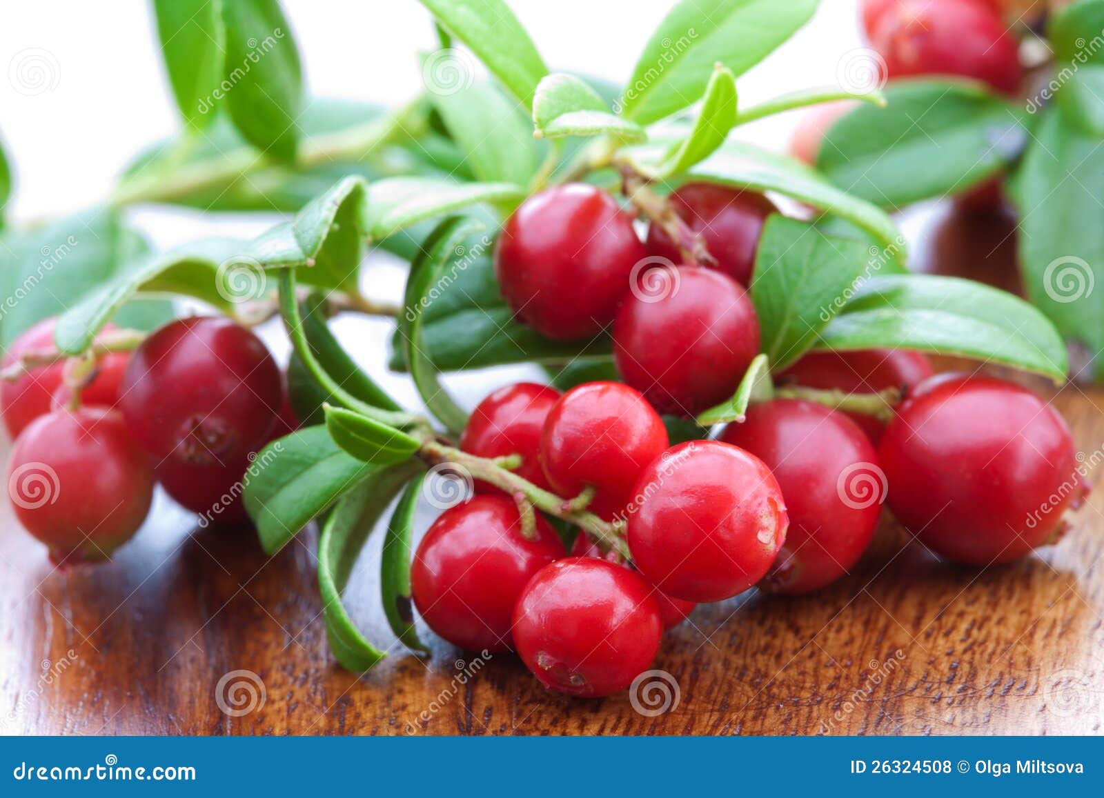 Fresh cowberry stock photo. Image of berry, organic, cowberry - 26324508