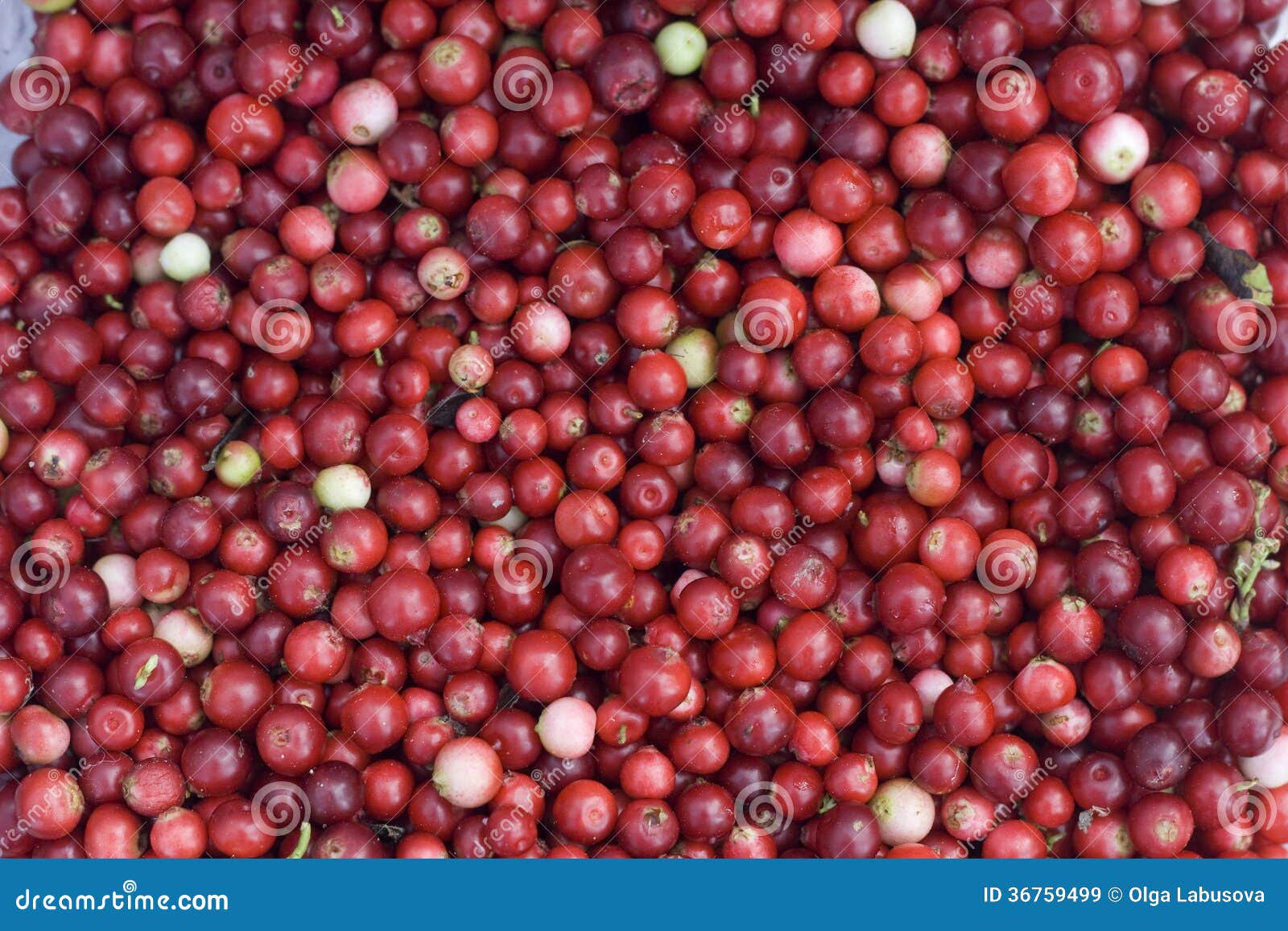 Fresh cowberry stock image. Image of leaf, gourmet, crop - 36759499