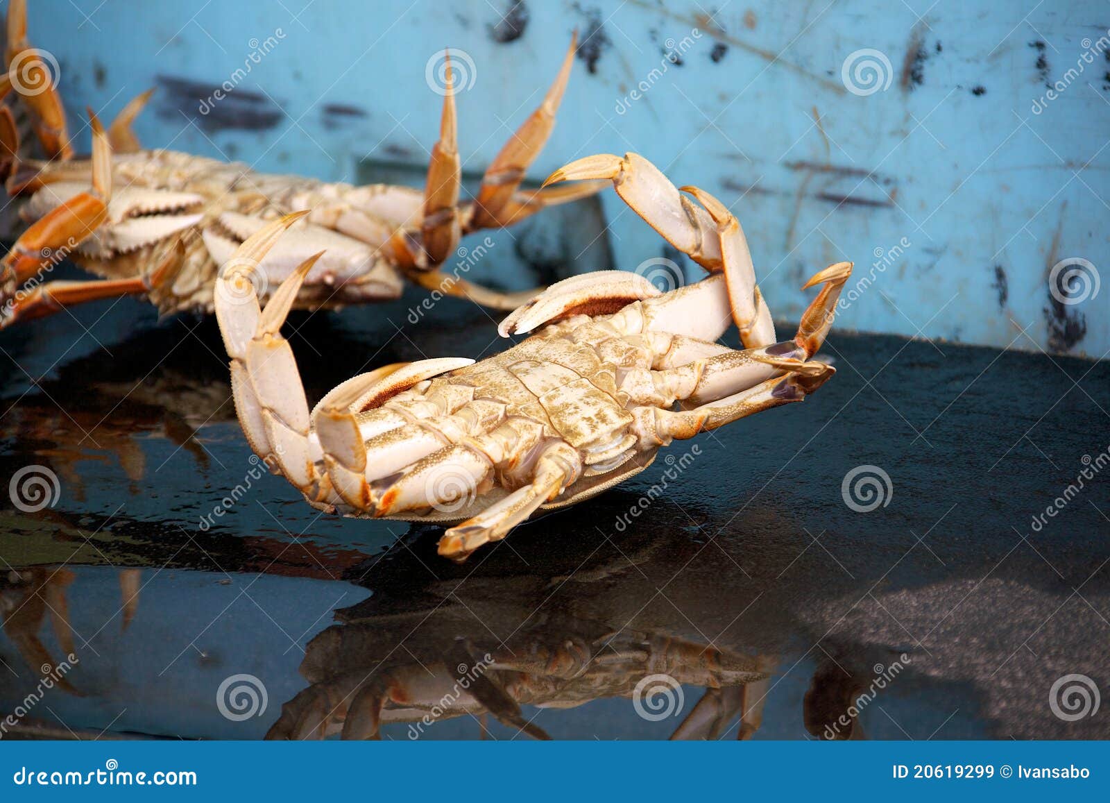 Fresh crab stock image. Image of meal, nutrition, marine - 20619299