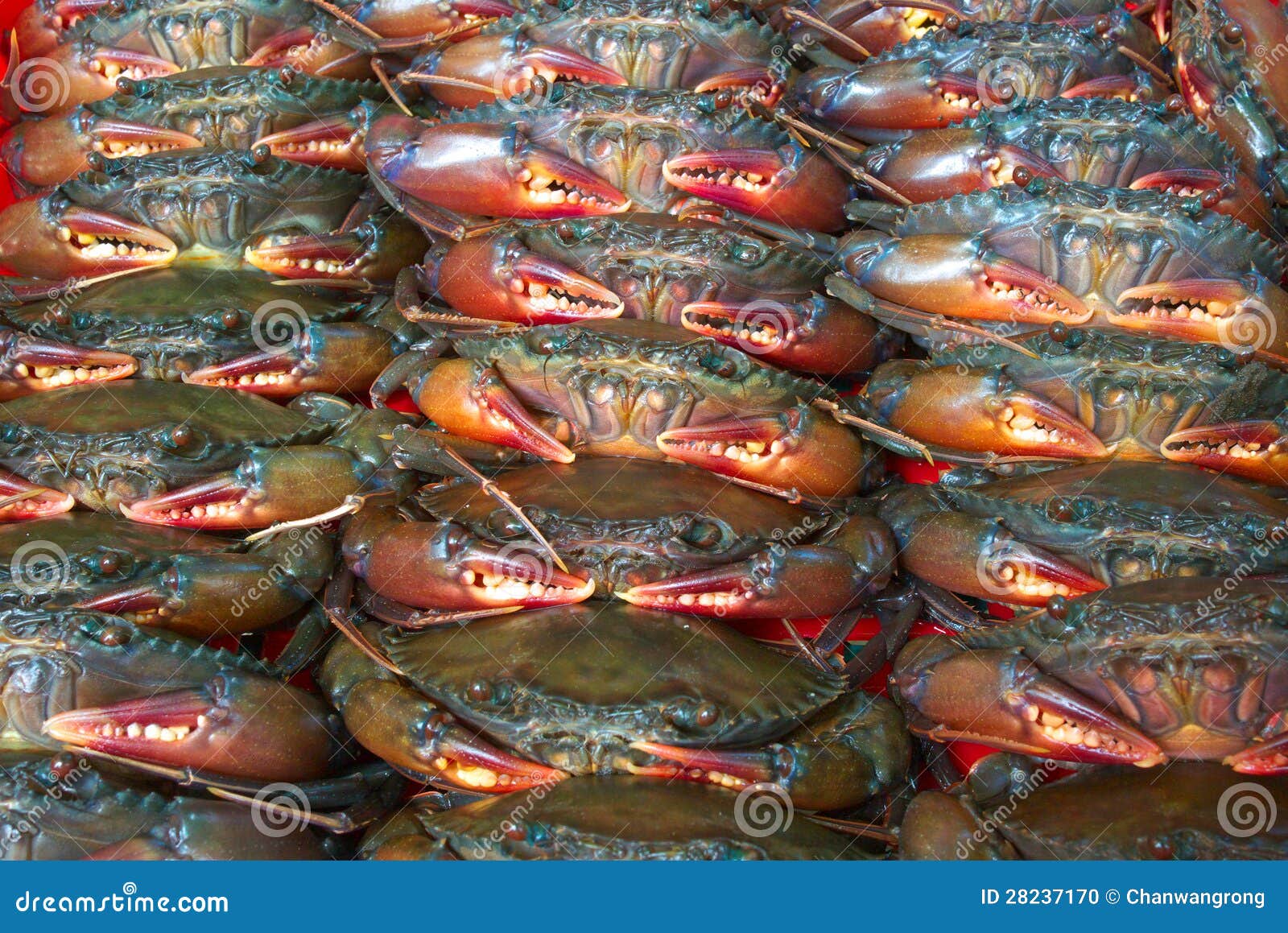 Fresh crab stock photo. Image of delicious, market, delicacy - 28237170