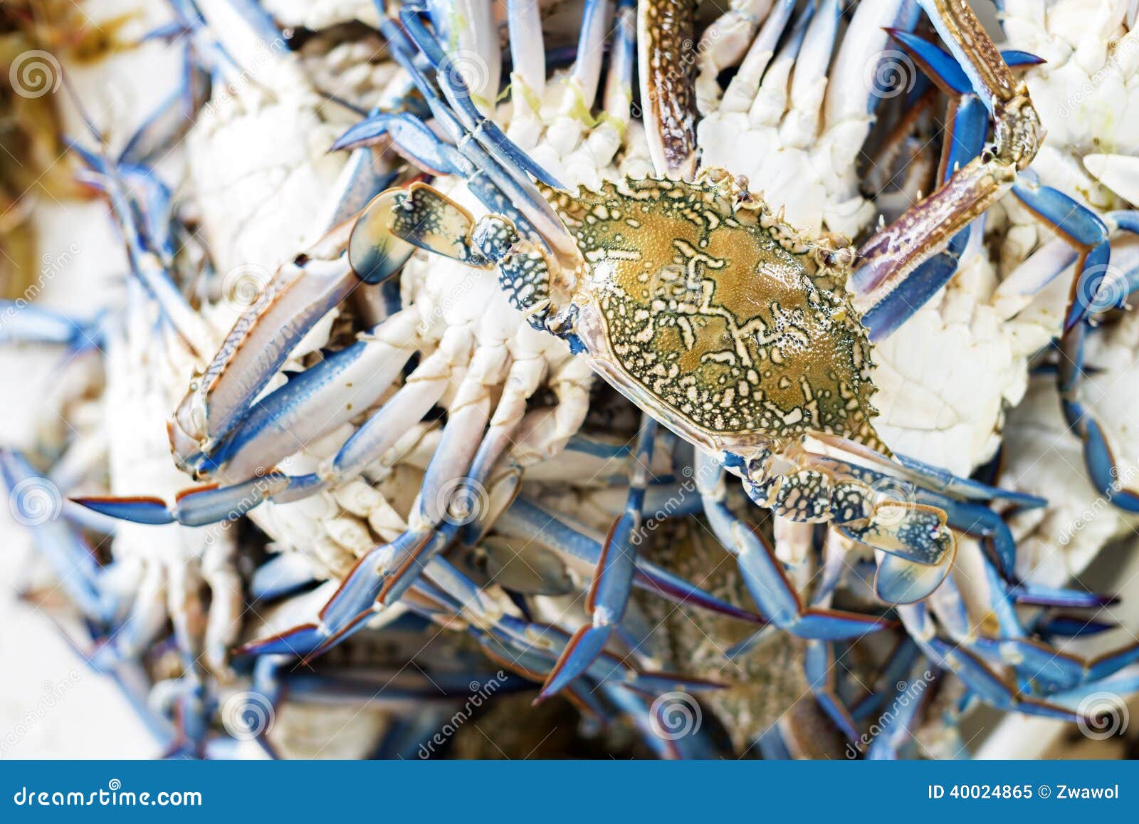 Fresh crab stock image. Image of creature, soft, market - 40024865