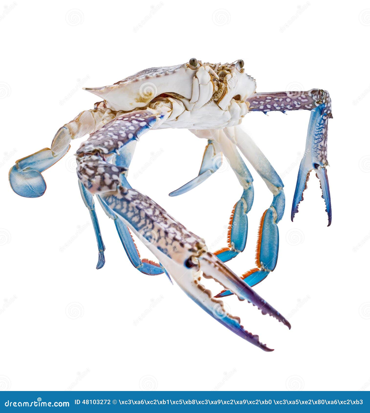Fresh Crab Isolation on White Stock Photo - Image of seafood, claw ...