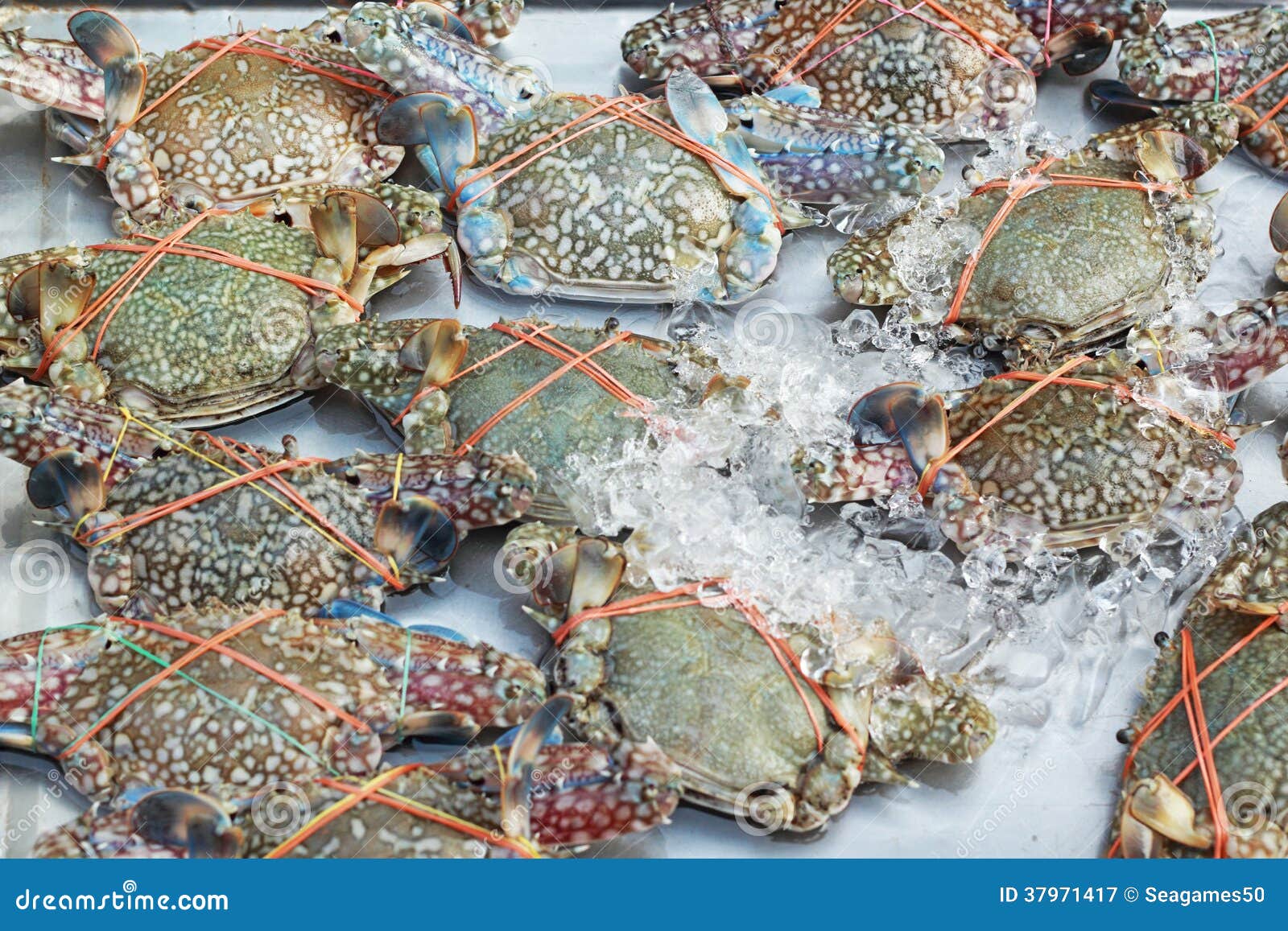 Fresh crab in the market stock image. Image of crab, prawn - 37971417