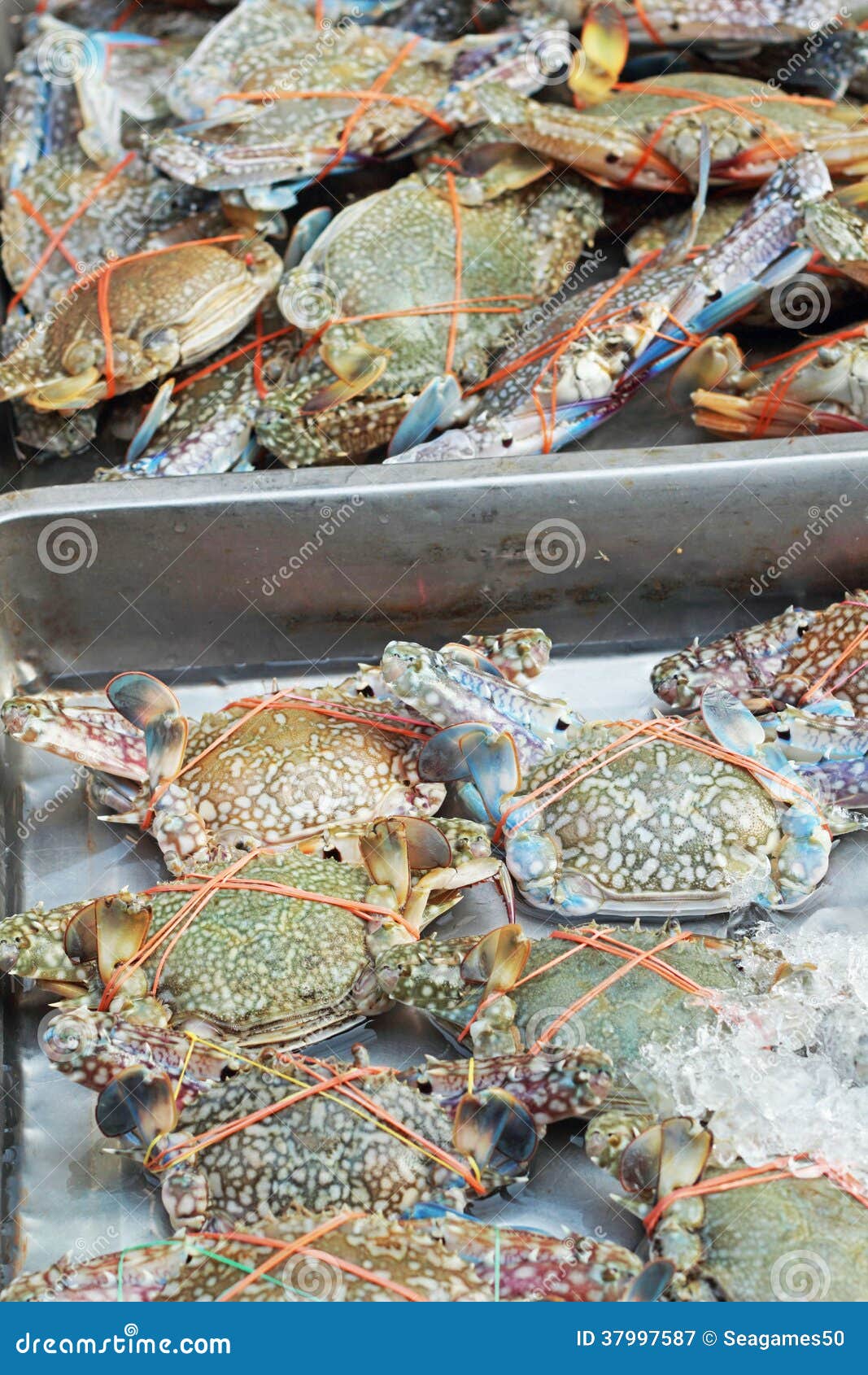 Fresh crab in the market stock image. Image of meal, sashimi - 37997587