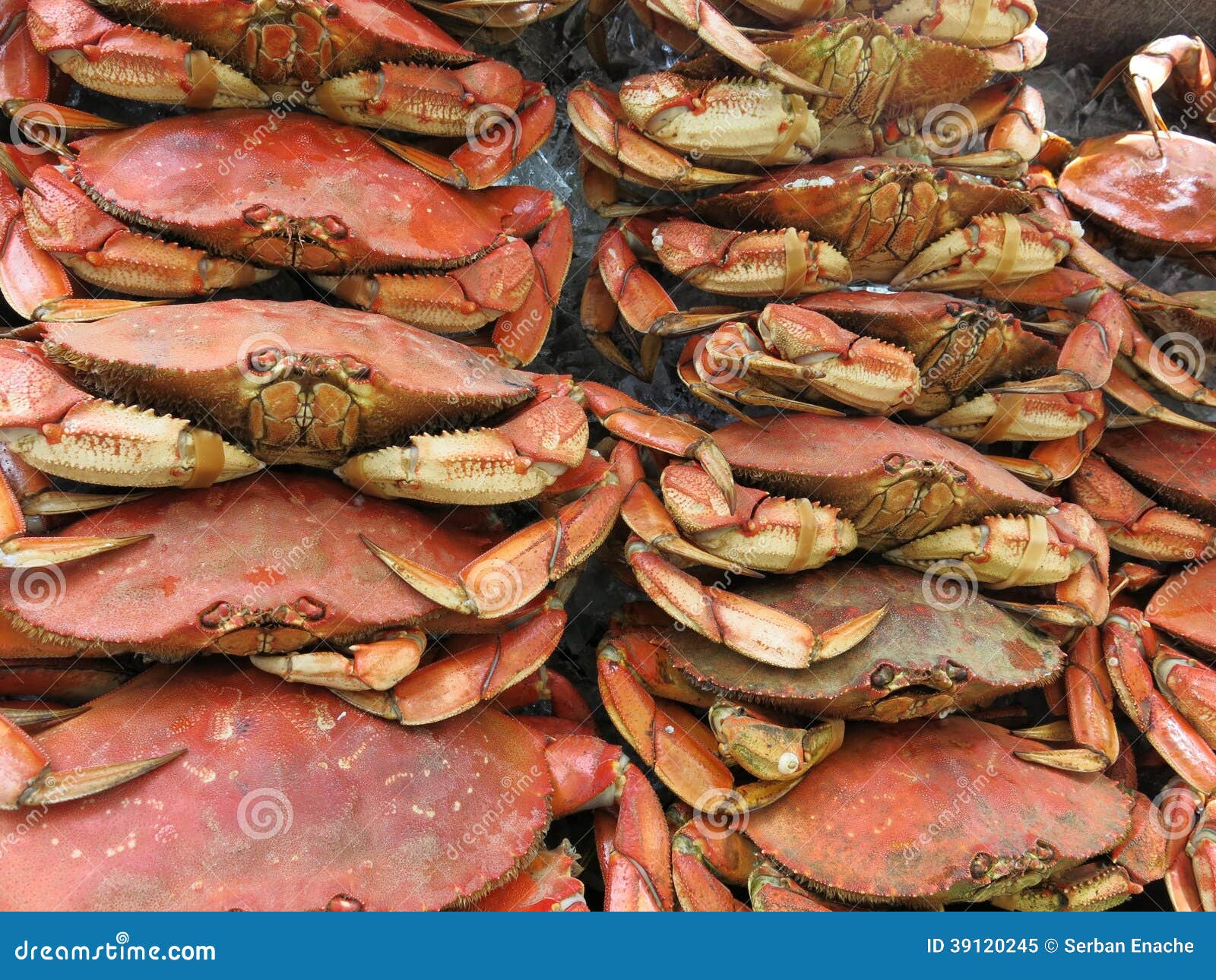 Fresh Crab stock image. Image of fresh, crabs, exoskeleton - 39120245