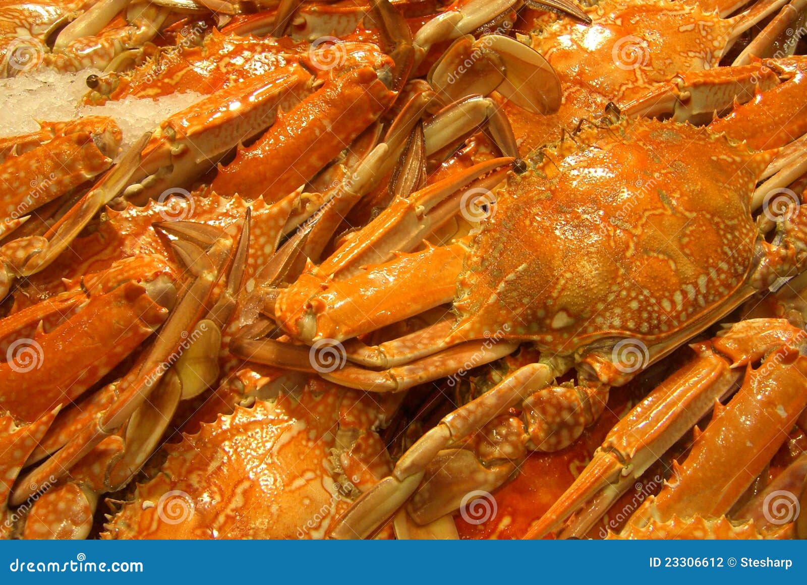 Fresh crabs stock photo. Image of crabs, orange, shell - 23306612