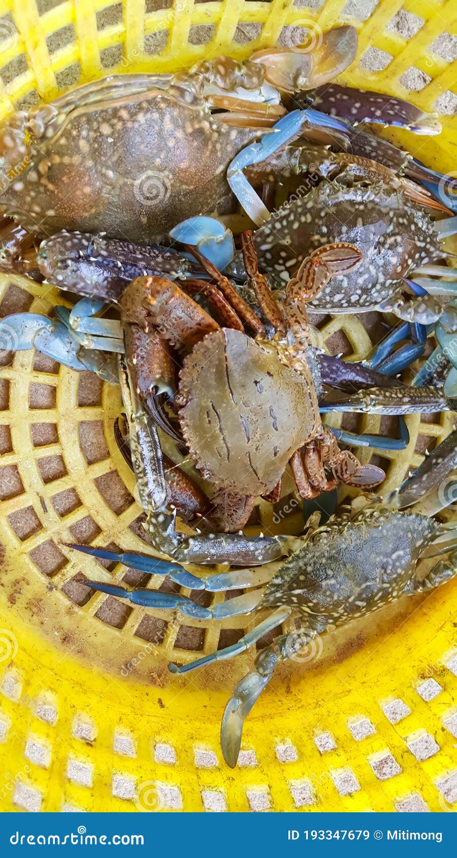 Fresh crabs stock image. Image of closeup, frog, food - 193347679