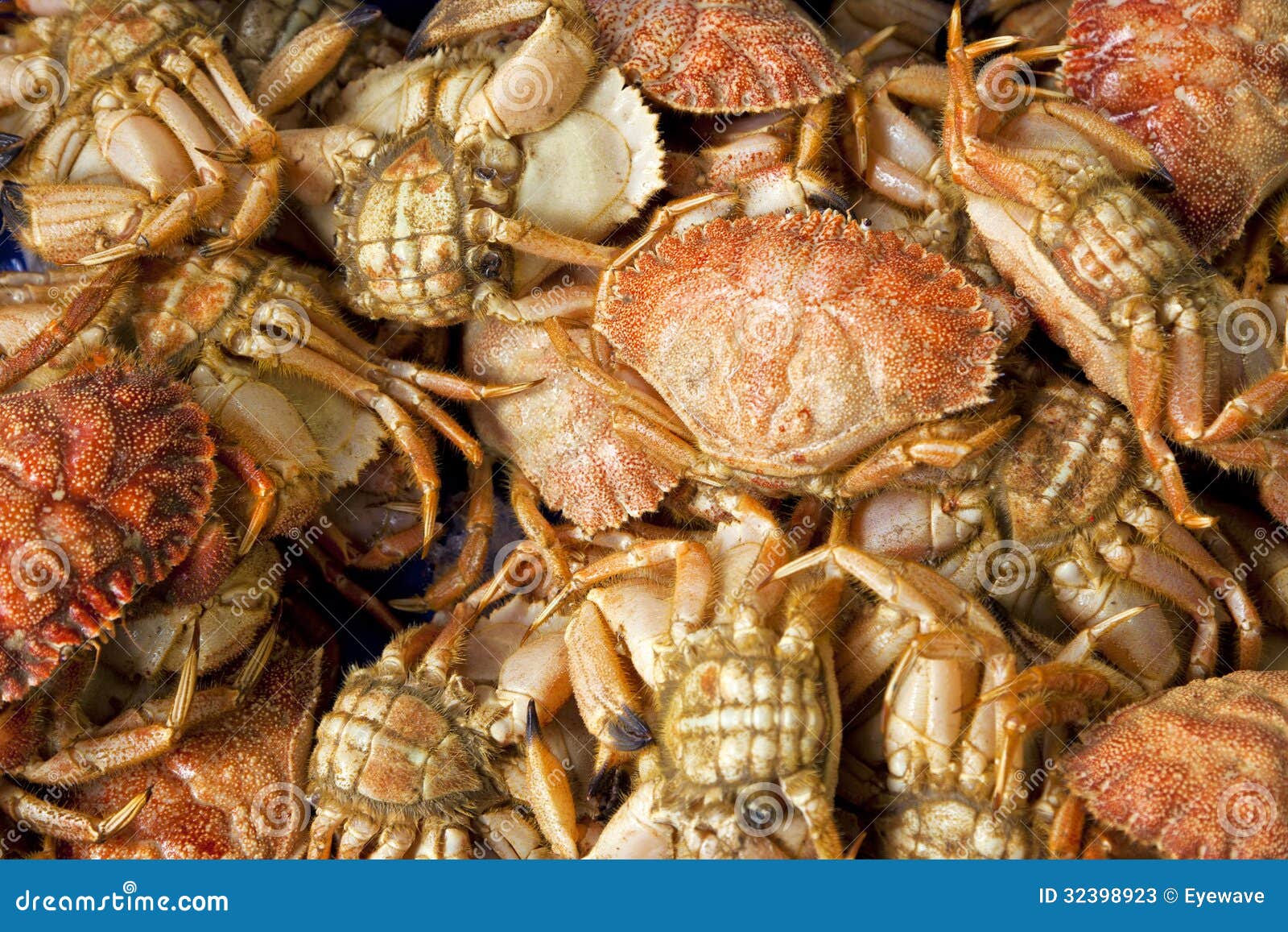 Fresh Crabs stock image. Image of crab, freshness, seafood - 32398923