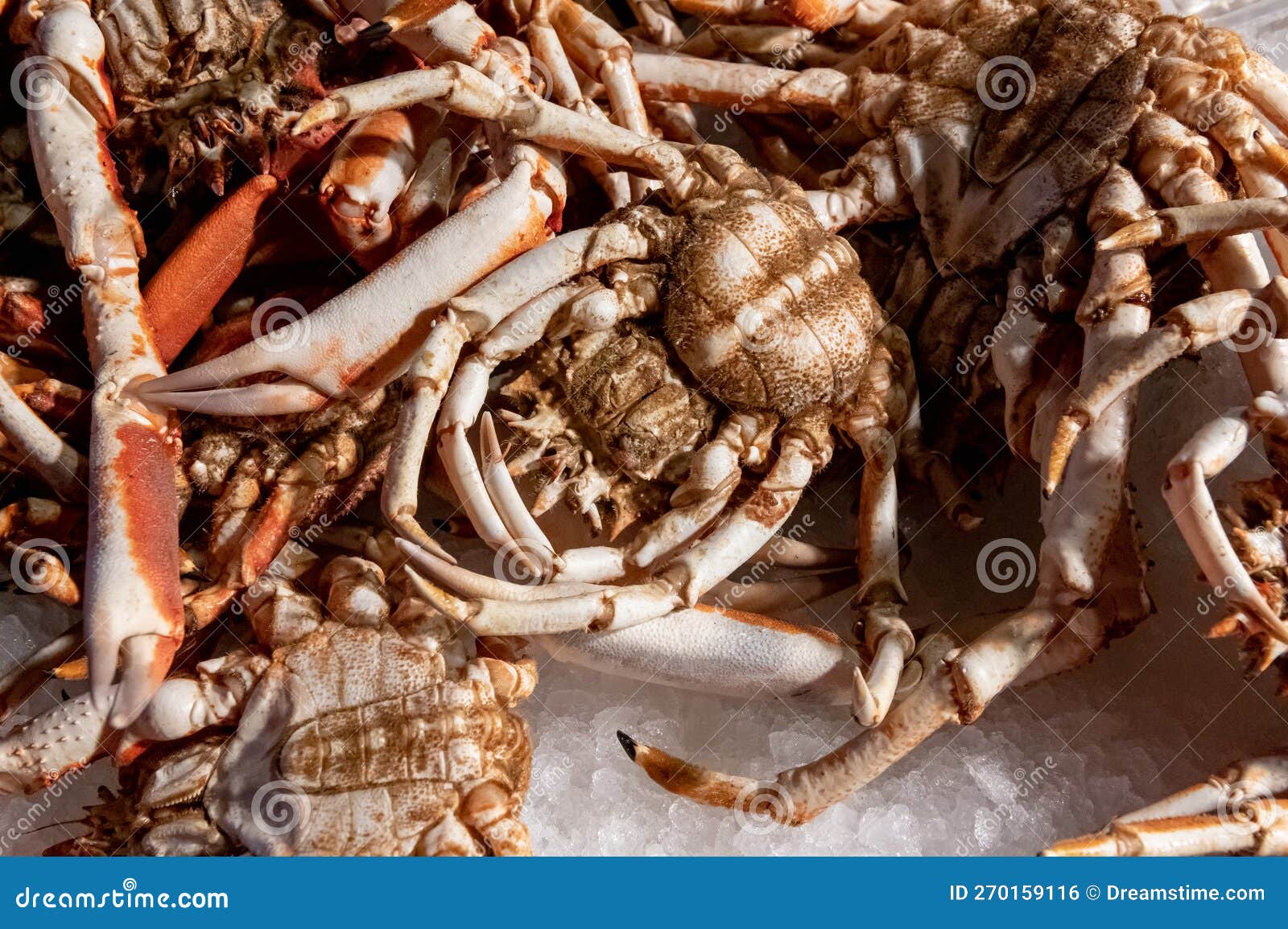 Fresh crabs on fish market stock photo. Image of aquatic - 270159116