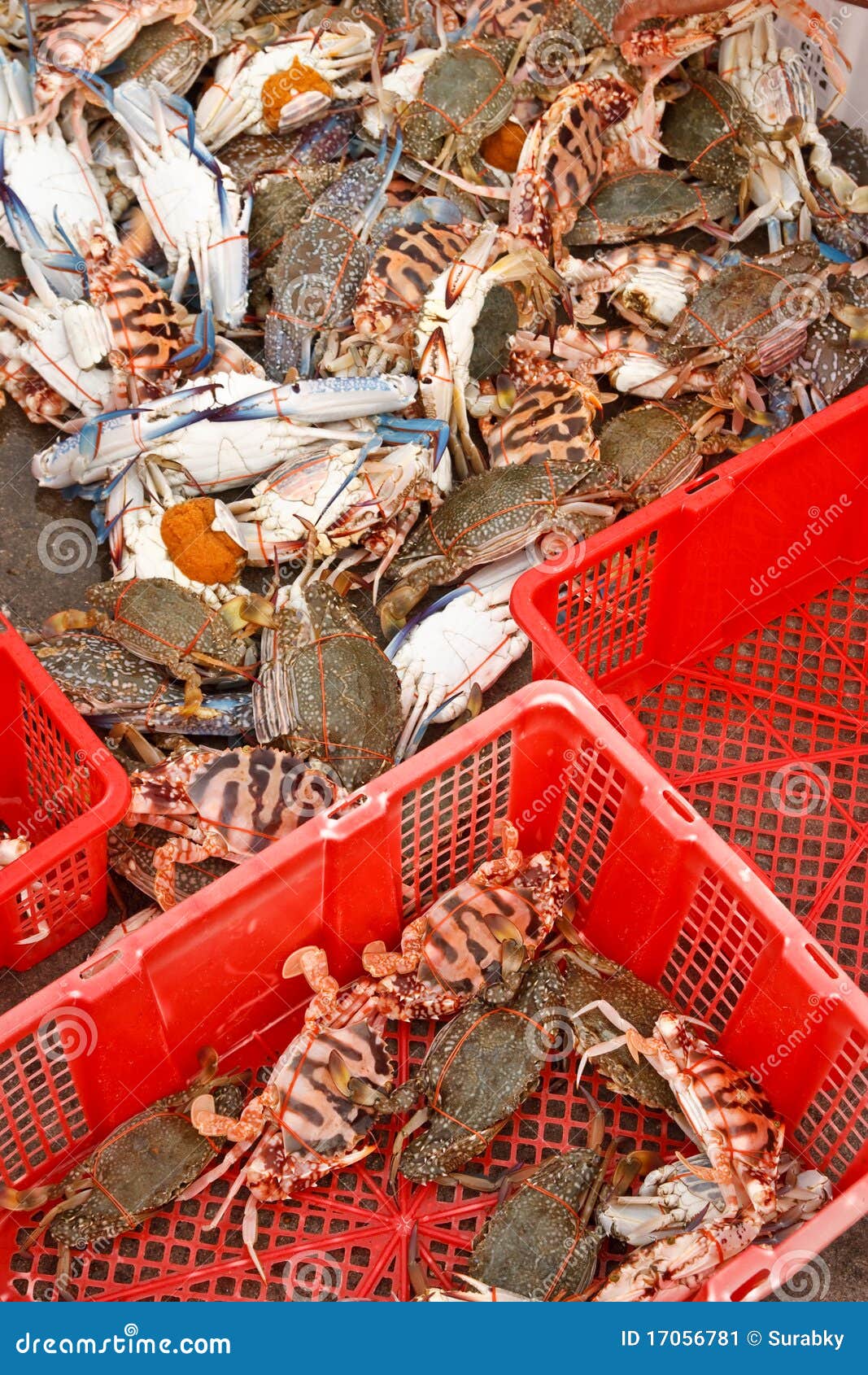 Fresh Crabs from Fishery Boat at Port Stock Image - Image of thai, crab ...