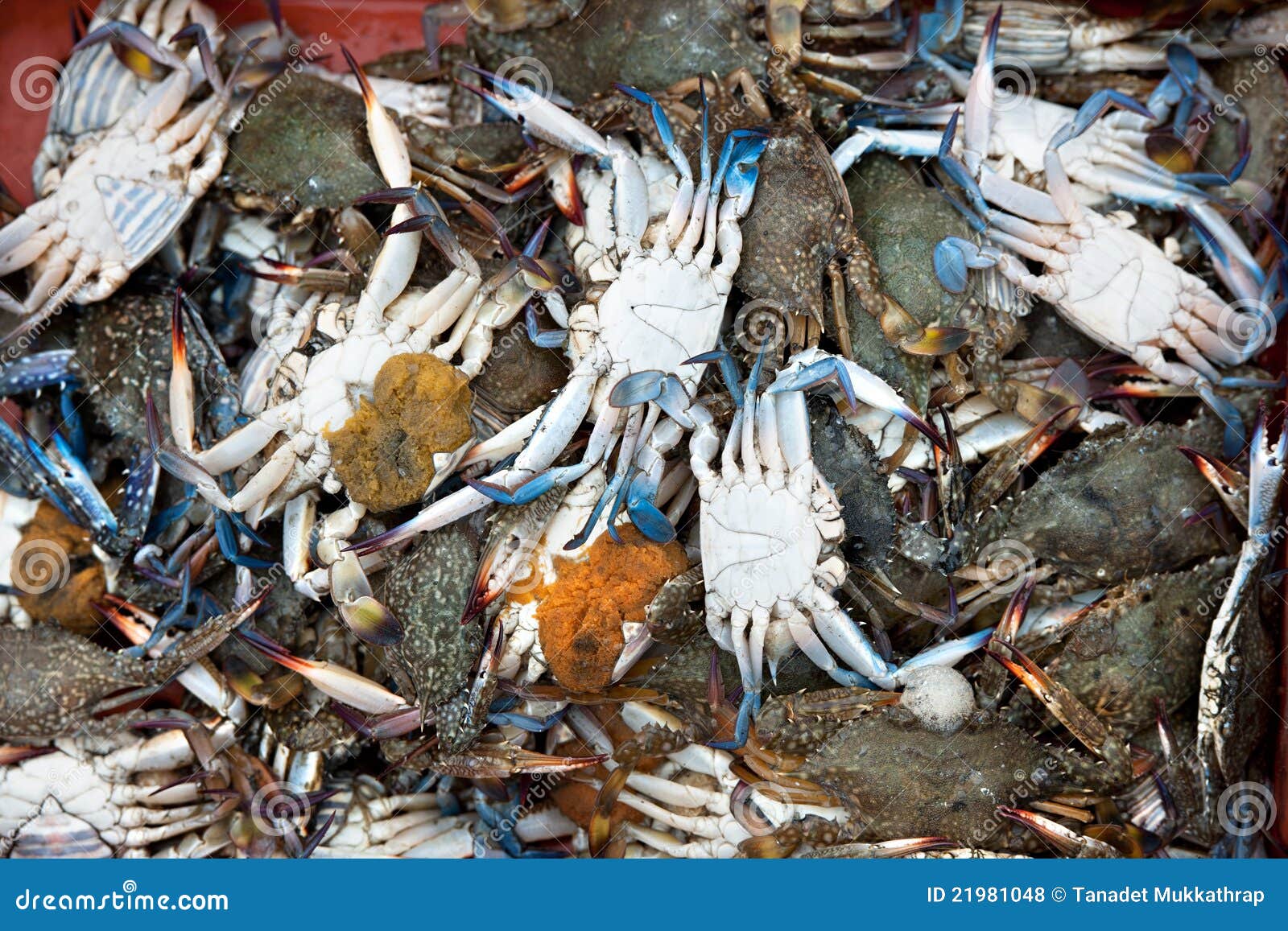 Fresh crabs in market stock photo. Image of health, crab - 21981048