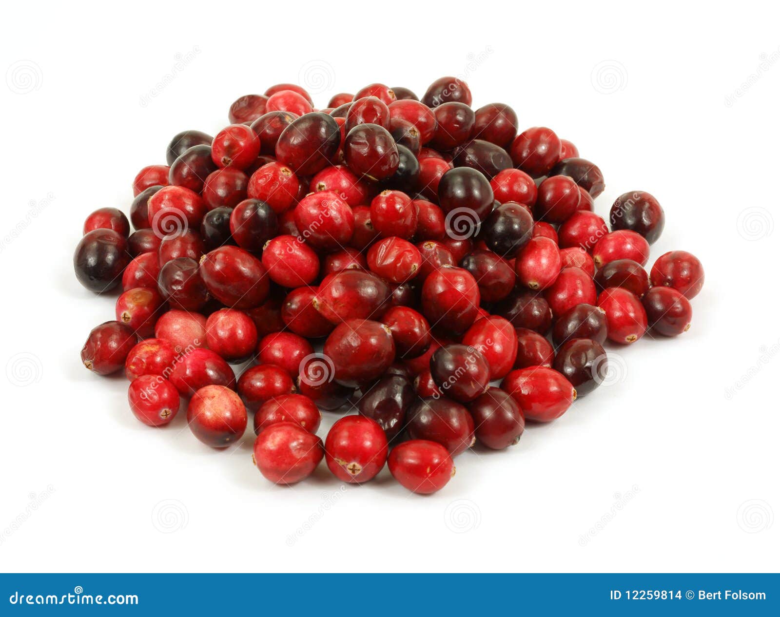Fresh cranberries stock photo. Image of ripening, cranberries - 12259814