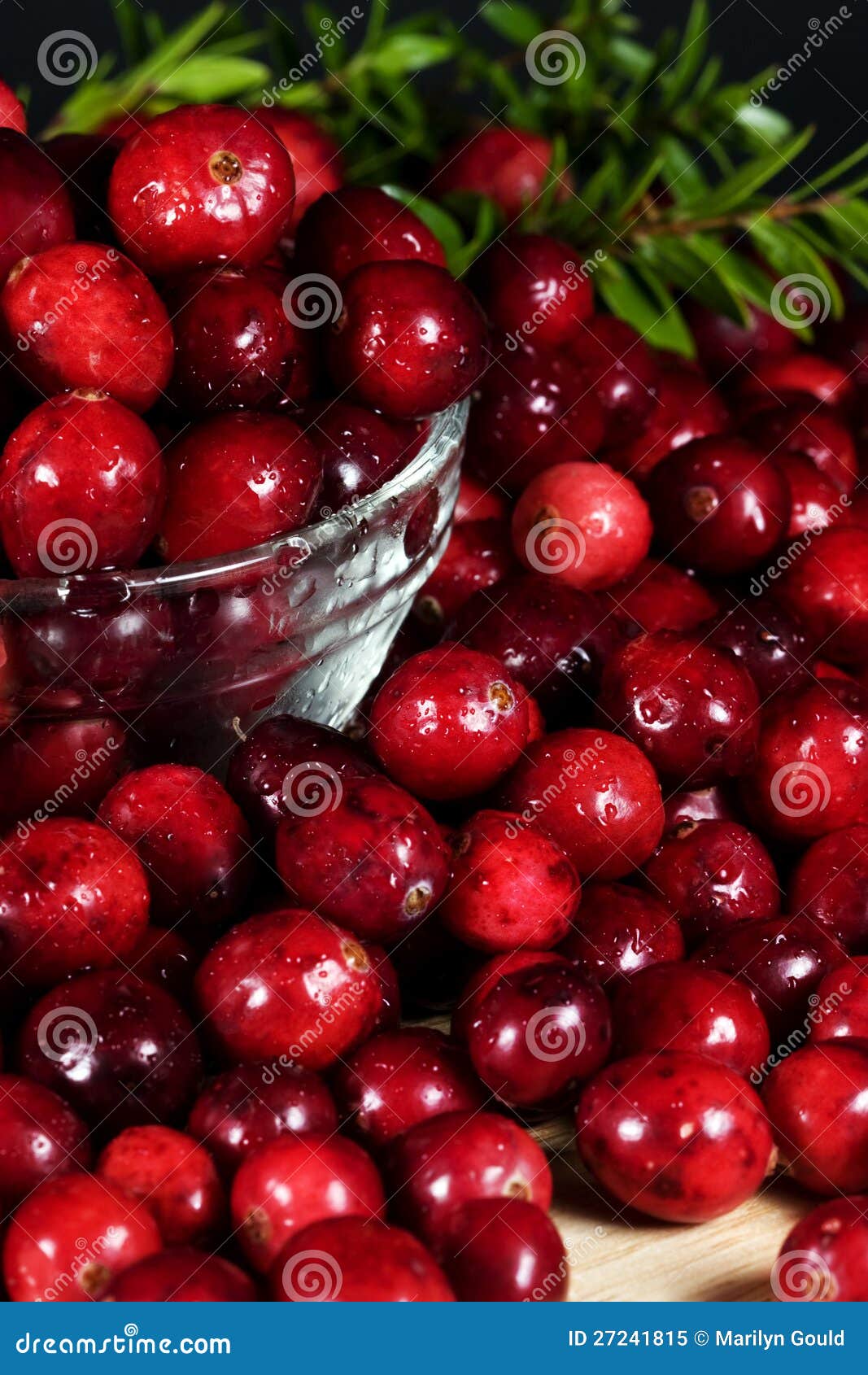 Fresh Cranberries stock image. Image of fruit, natural - 27241815