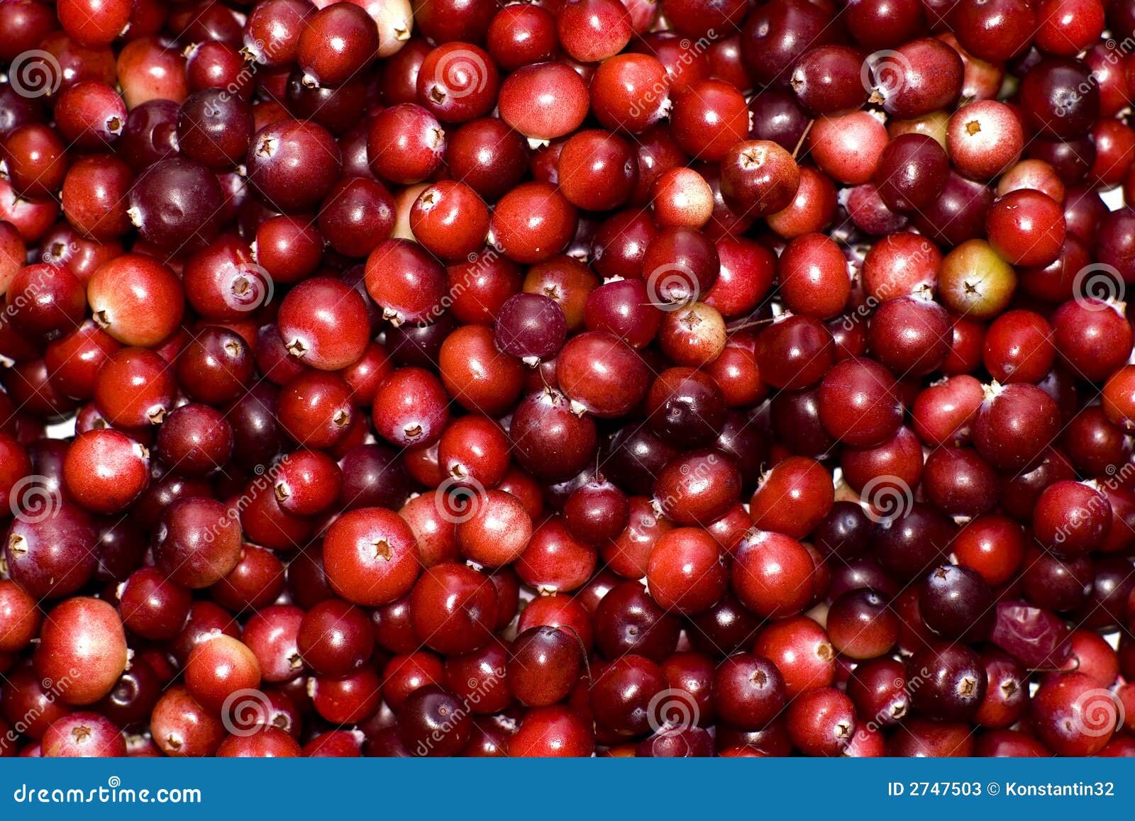 Fresh cranberries stock image. Image of fresh, holiday - 2747503