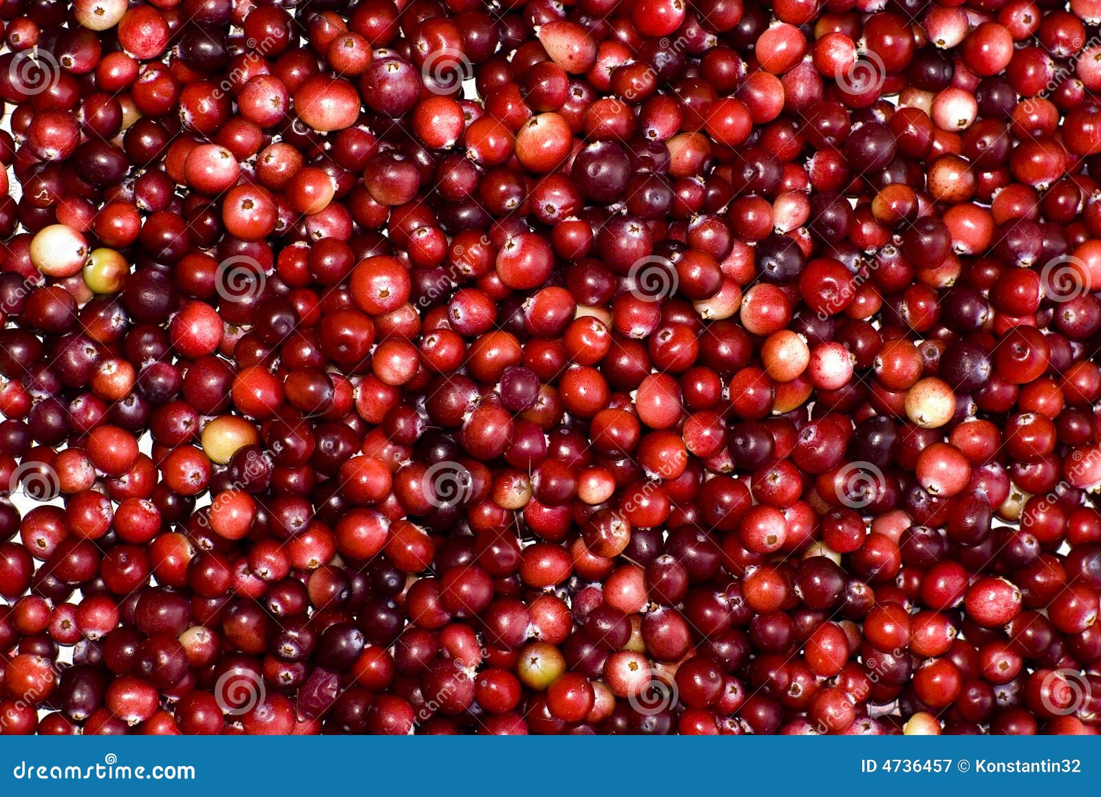 Fresh cranberries stock image. Image of harvest, fall - 4736457