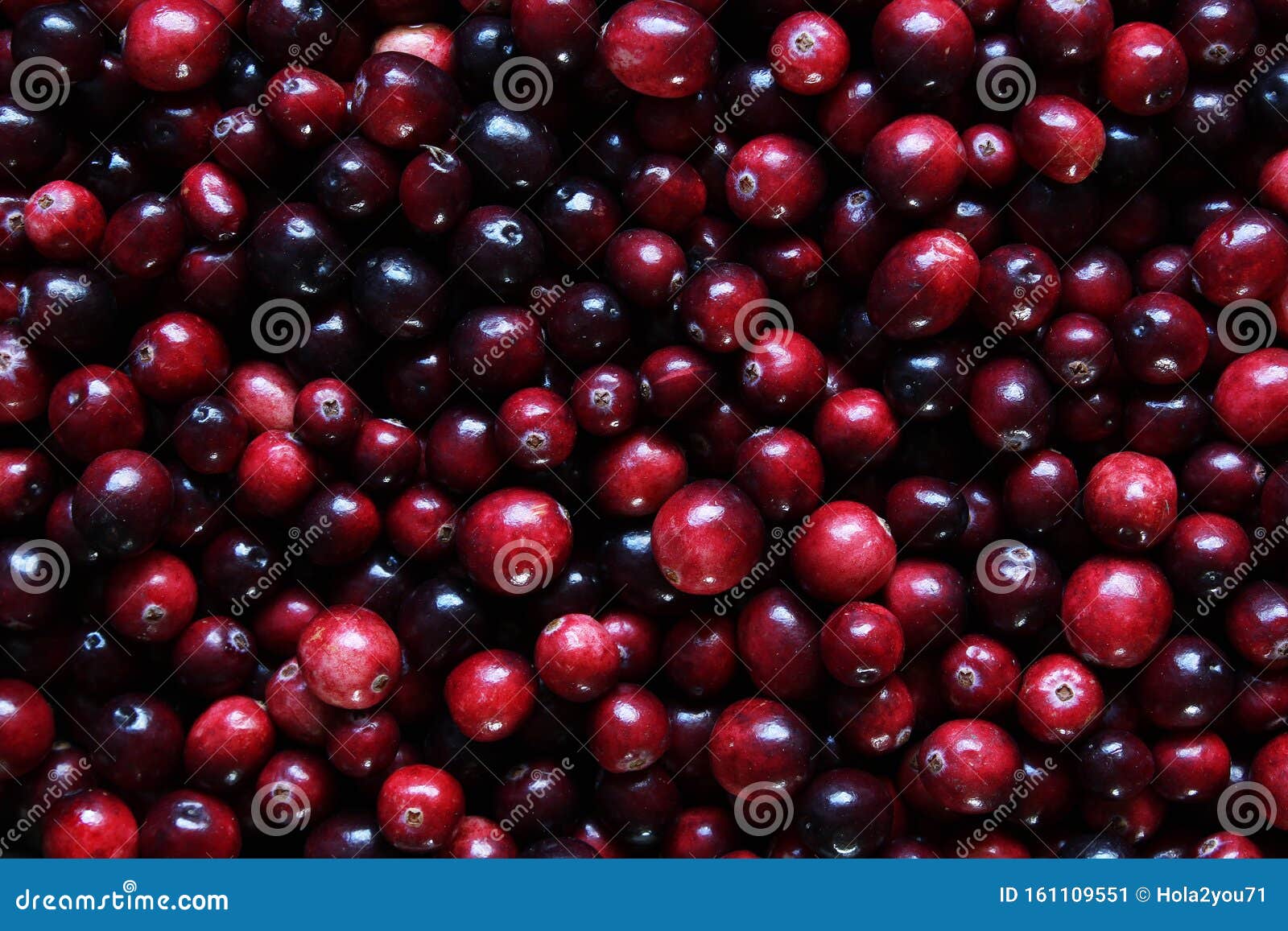 Fresh Cranberries Background Stock Image - Image of fresh, vibrant ...