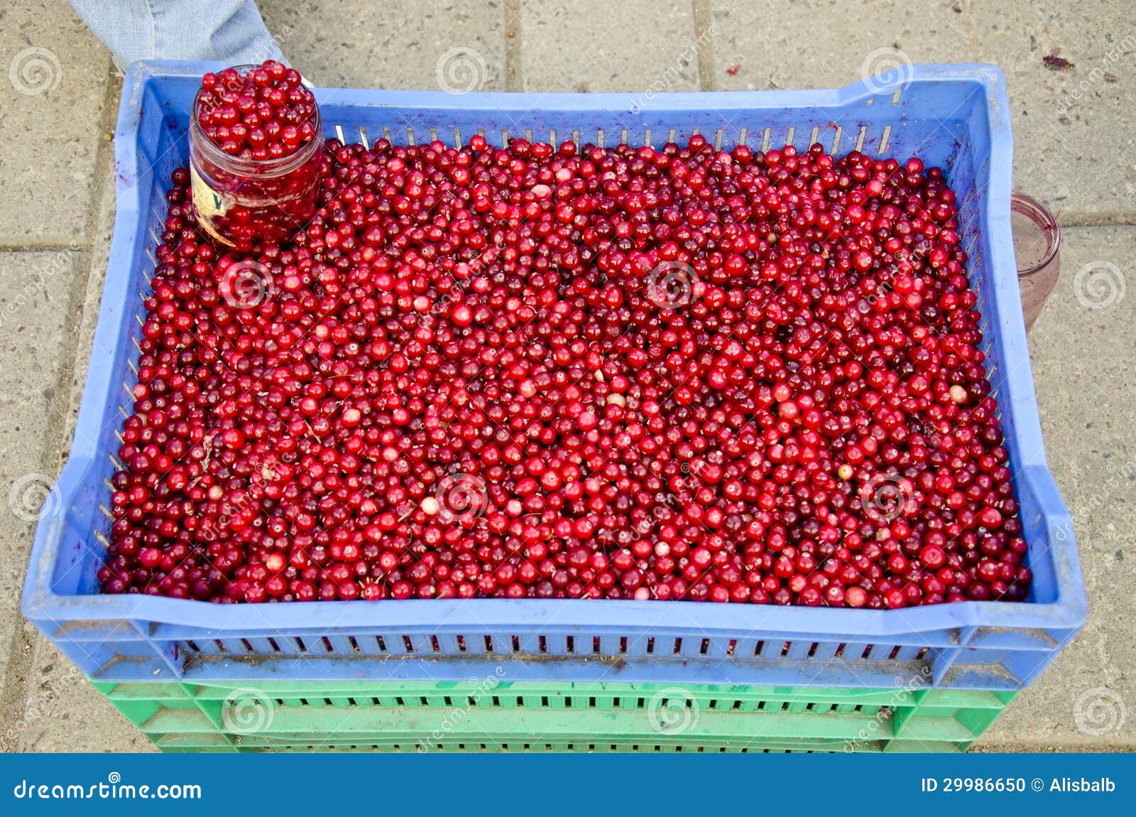 Cranberries Fruits in Plastic Box Stock Photo - Image of nature ...