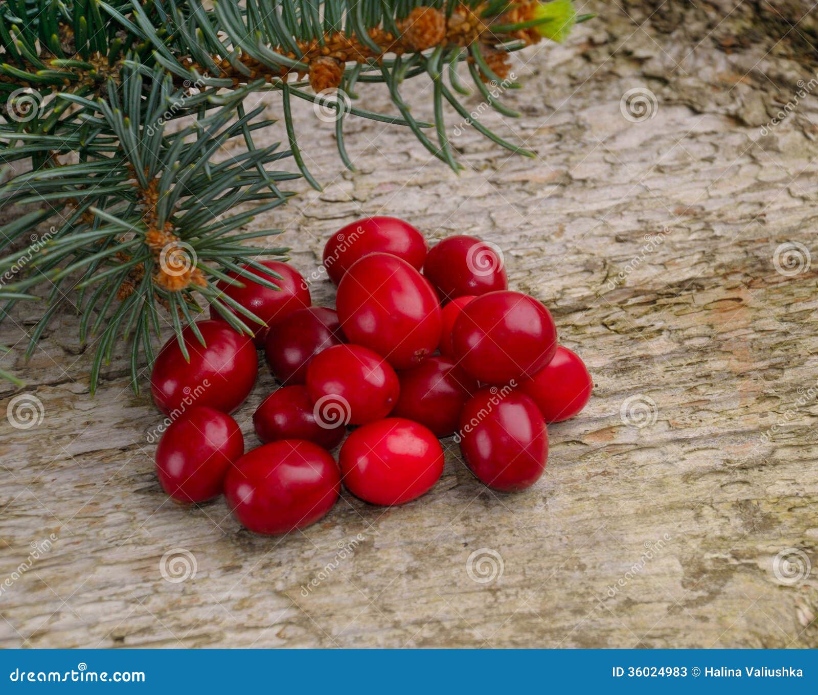 Fresh cranberries stock image. Image of branches, vegetarian - 36024983