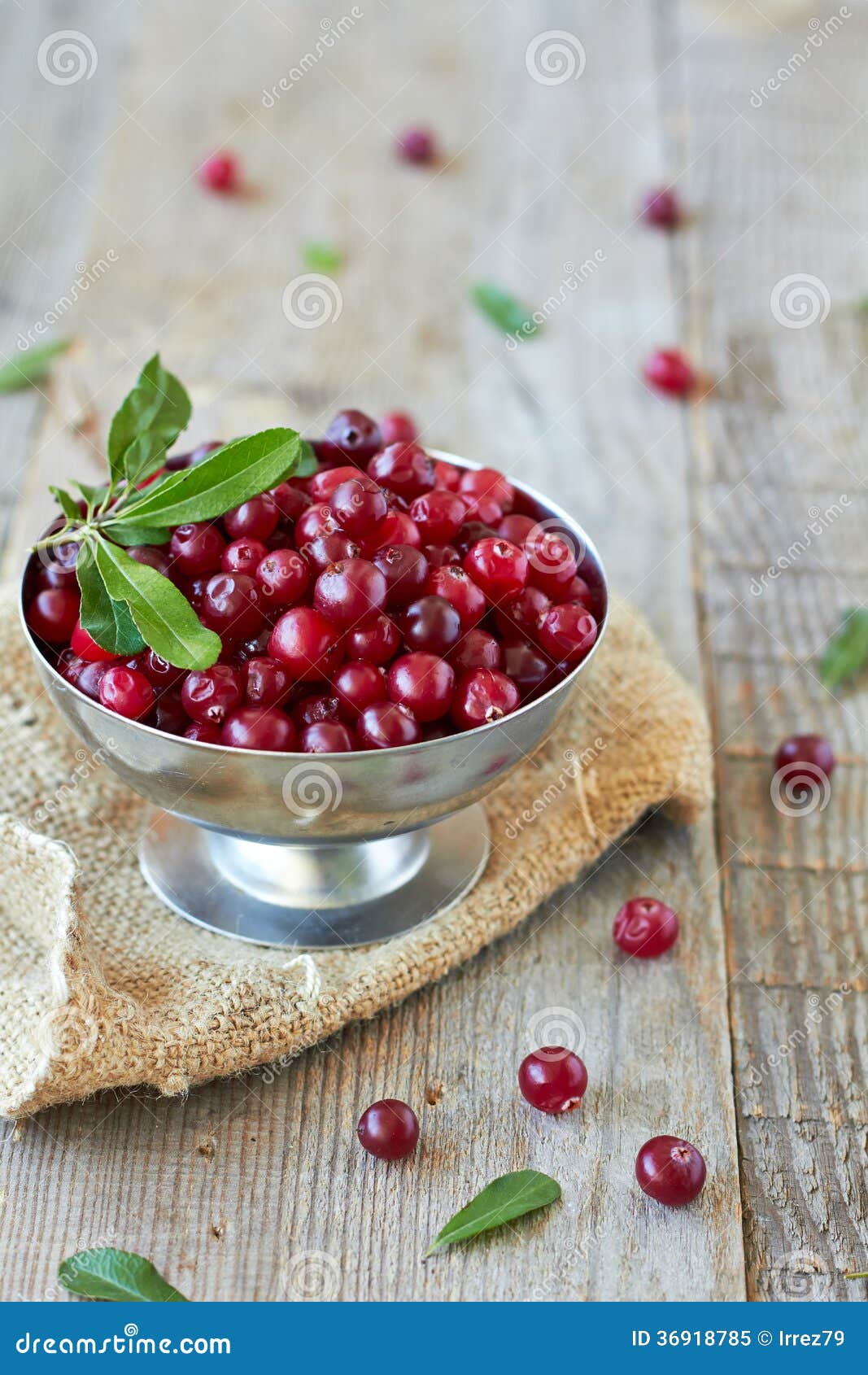 Fresh cranberries stock image. Image of plant, breakfast - 36918785