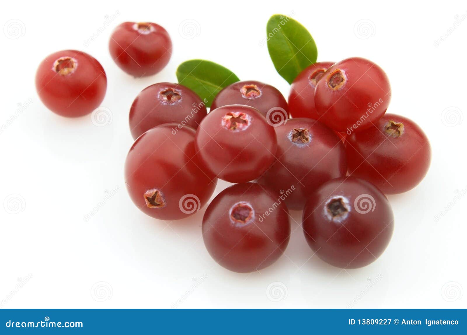 Fresh cranberry stock image. Image of fruit, freshness - 13809227