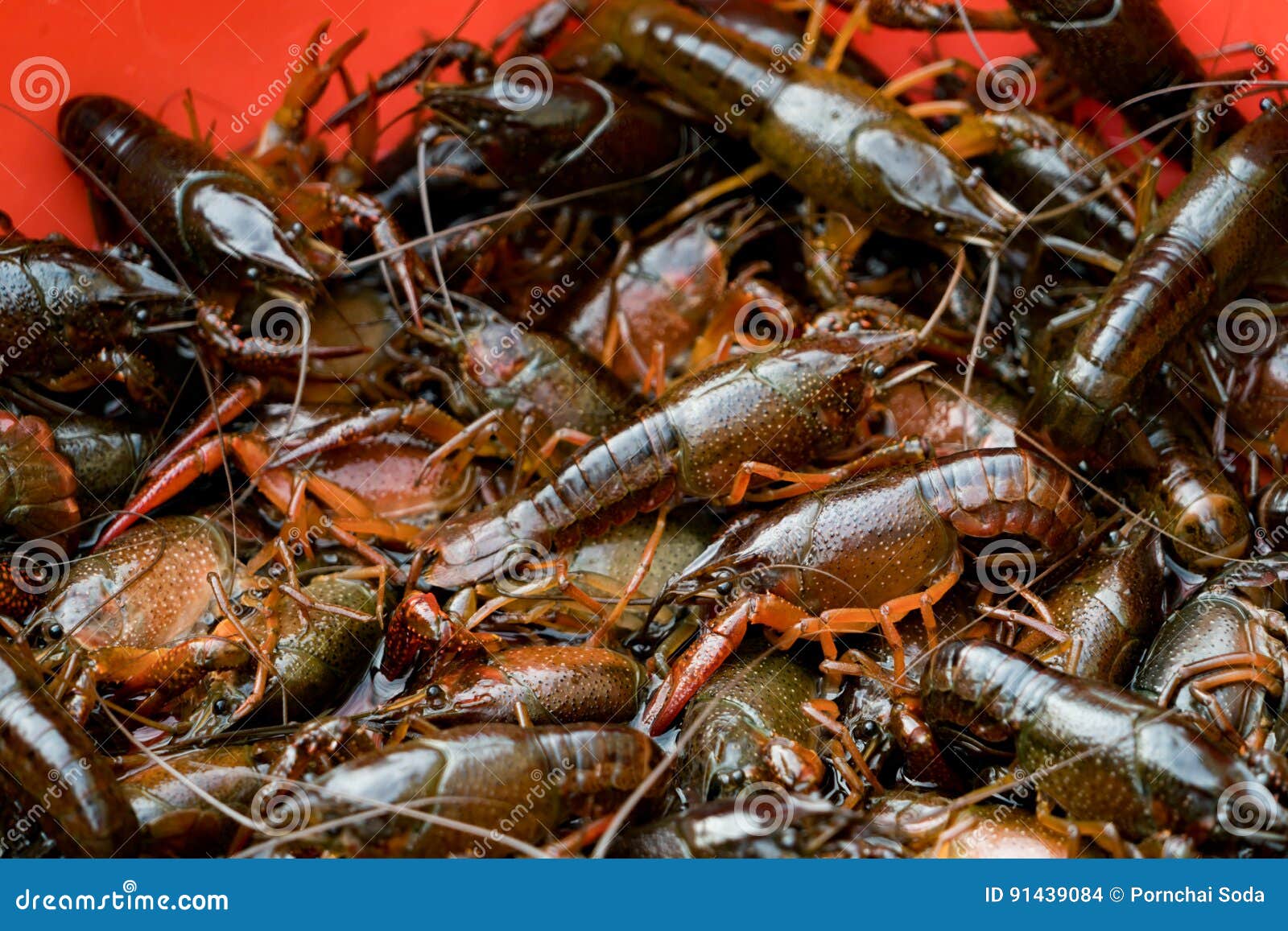 Fresh Crayfish Calming in the Red Box Stock Photo - Image of background ...
