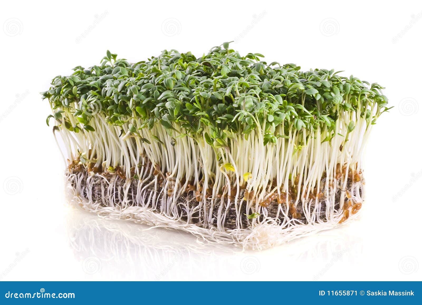 Fresh cress. stock image. Image of food, herb, spicy - 11655871