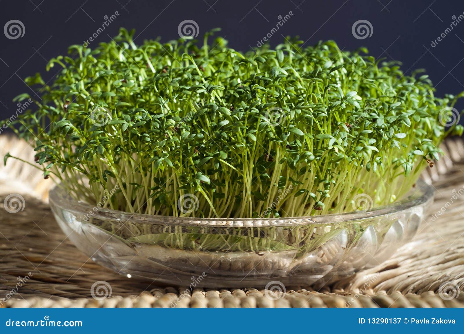 Fresh cress stock image. Image of nutritious, kitchen - 13290137