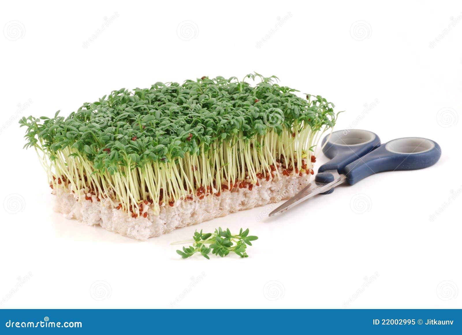 FRESH CRESS stock image. Image of vegetarian, ingredient - 22002995