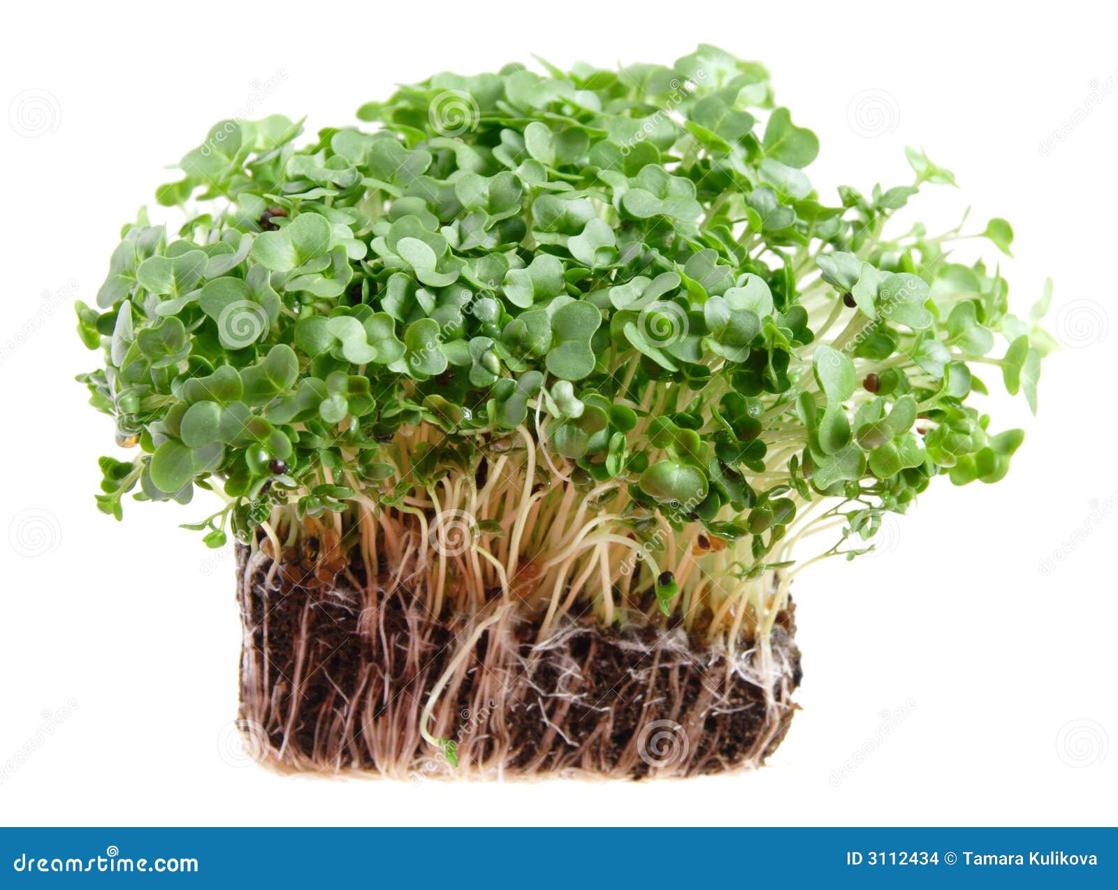 Fresh cress stock photo. Image of plant, crisp, horticulture - 3112434