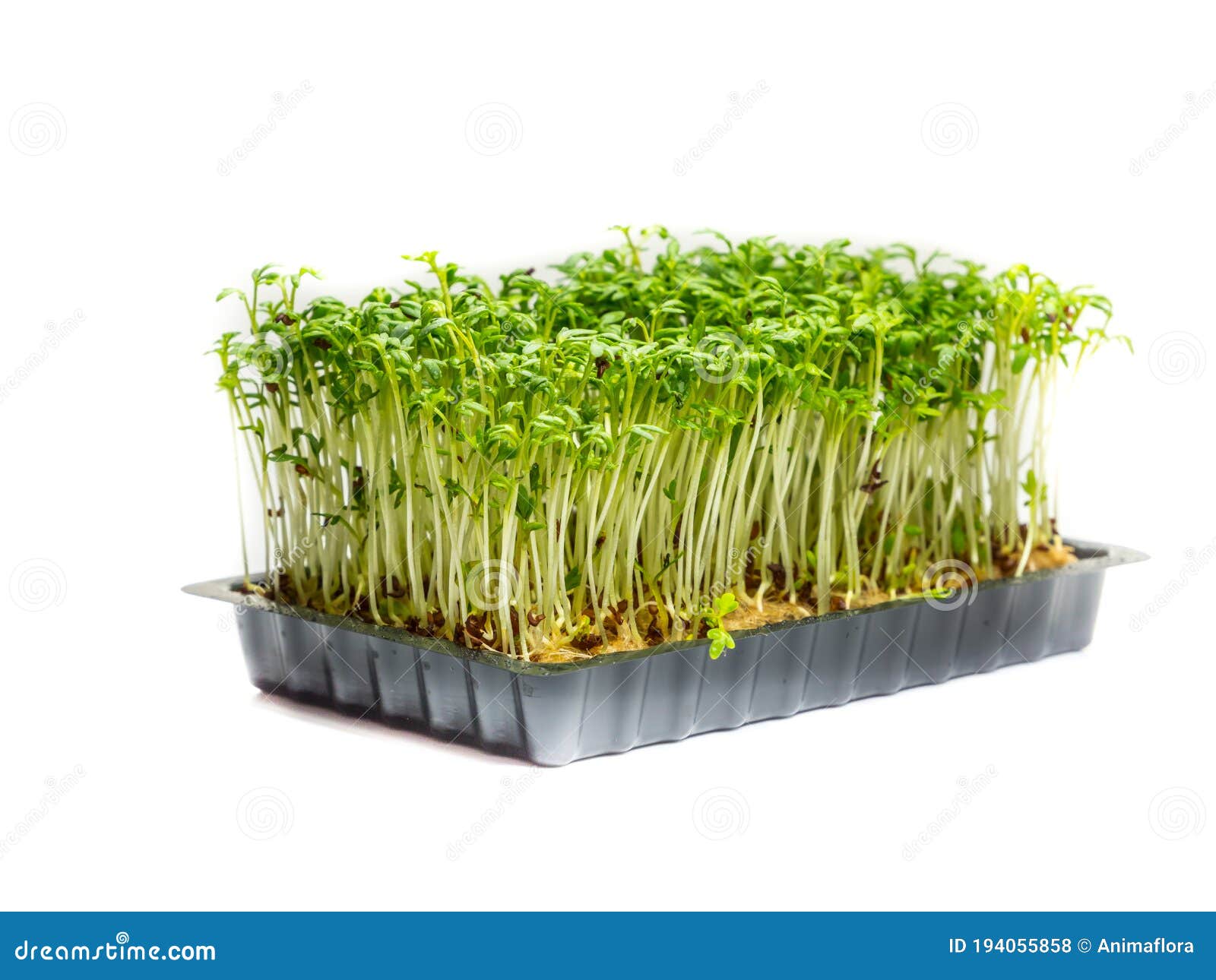 Fresh Cress Isolated White Background Stock Photo - Image of organic ...