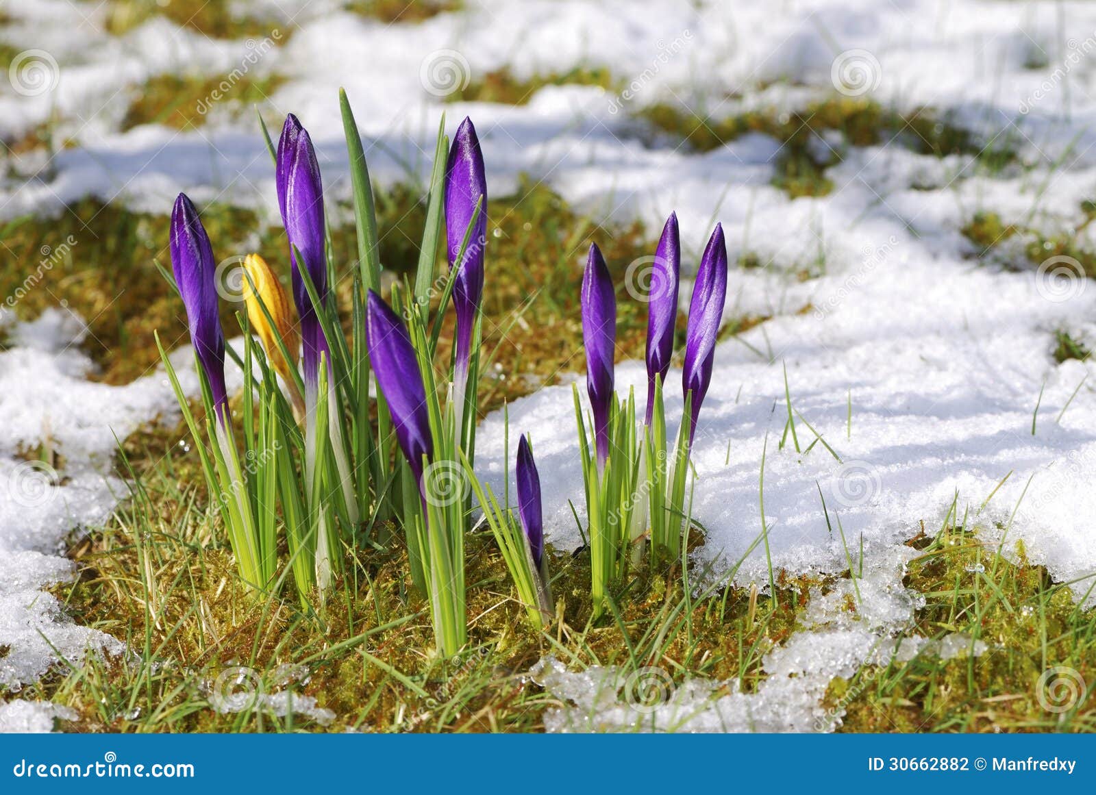 Fresh crocus buds stock photo. Image of blooming, fresh - 30662882