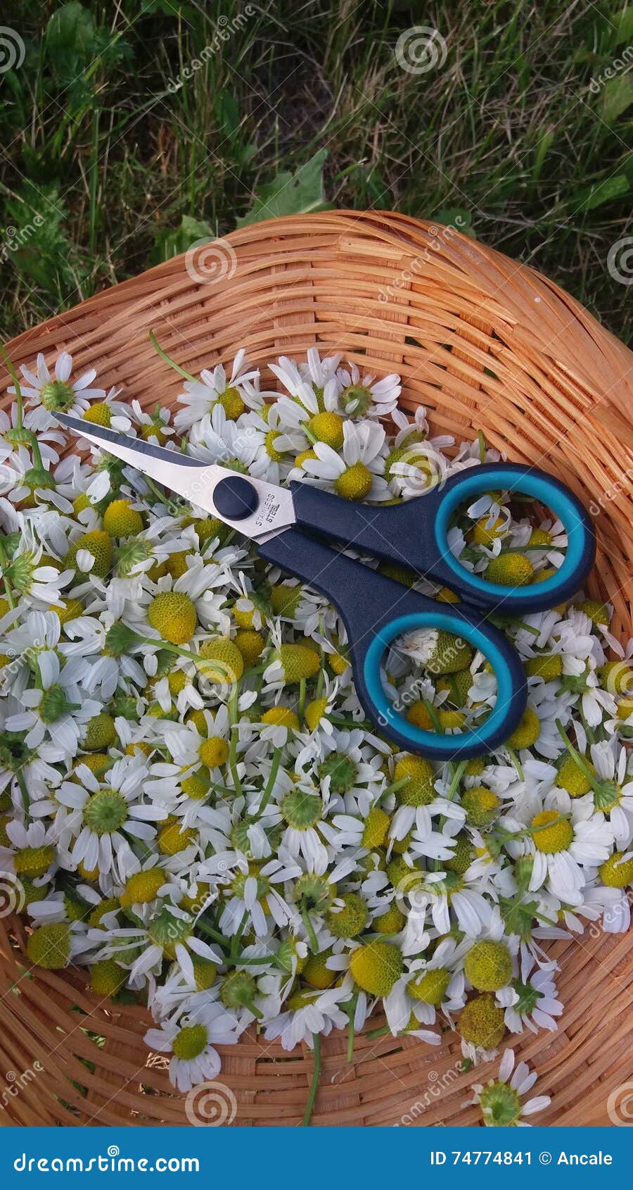 Fresh Crop of Chamomile Flowers Stock Image - Image of health, crop ...
