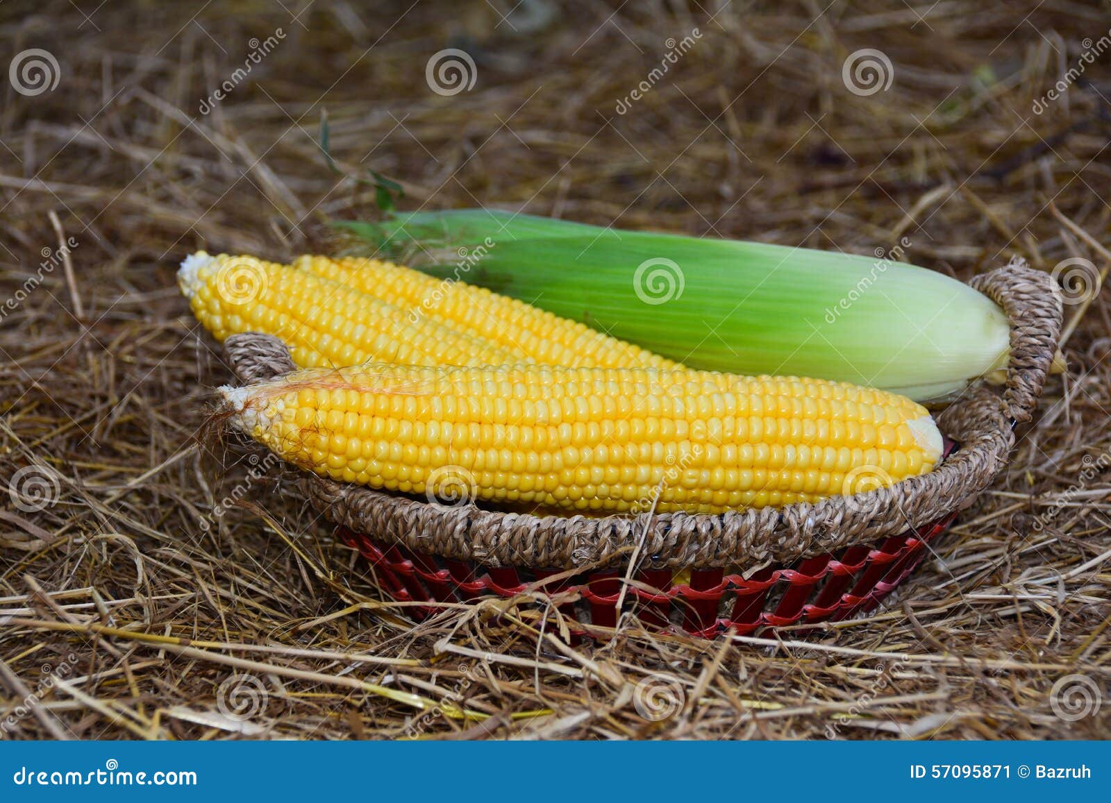 Fresh crop of corn stock image. Image of cultivar, husk - 57095871