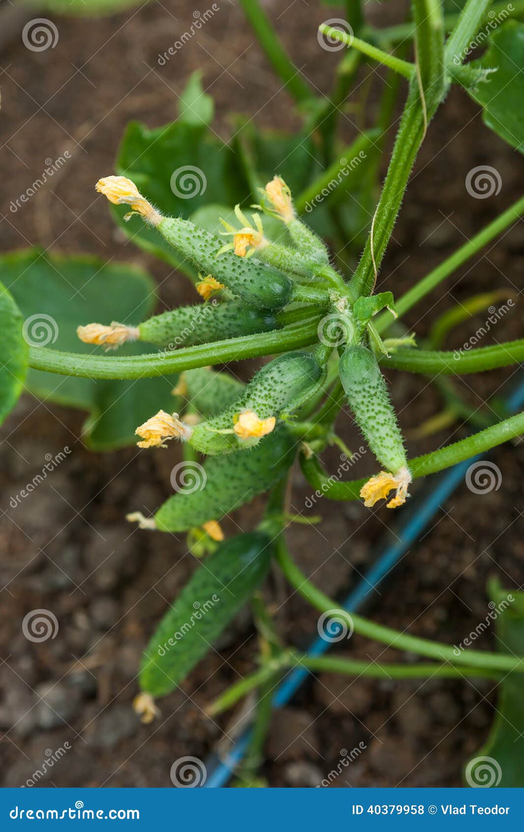 Fresh crop of cucumbers stock photo. Image of cabbage - 40379958