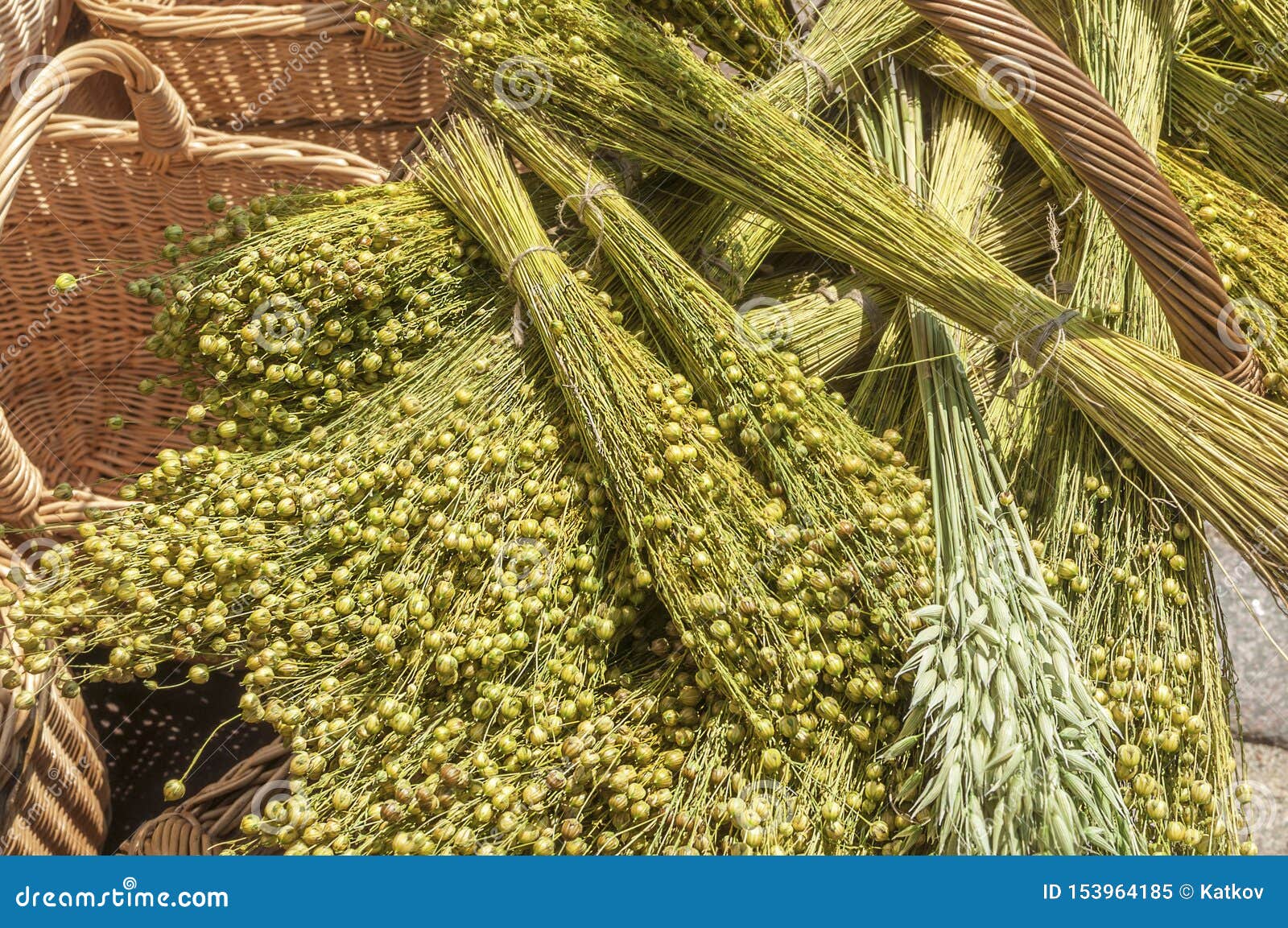 Fresh Crop of Flax in Basket Stock Image - Image of herbal, boxes ...