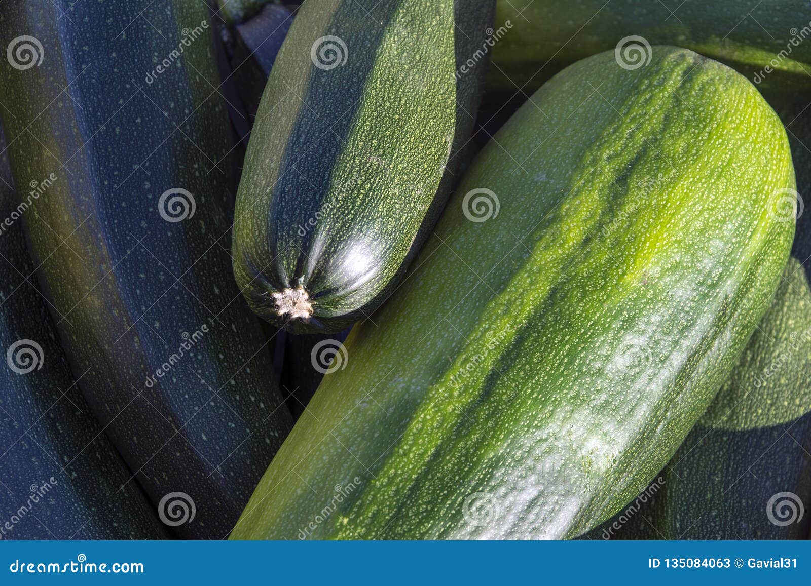 Fresh Crop Vegetable Marrow Stock Image - Image of marrowcloseup, farm ...