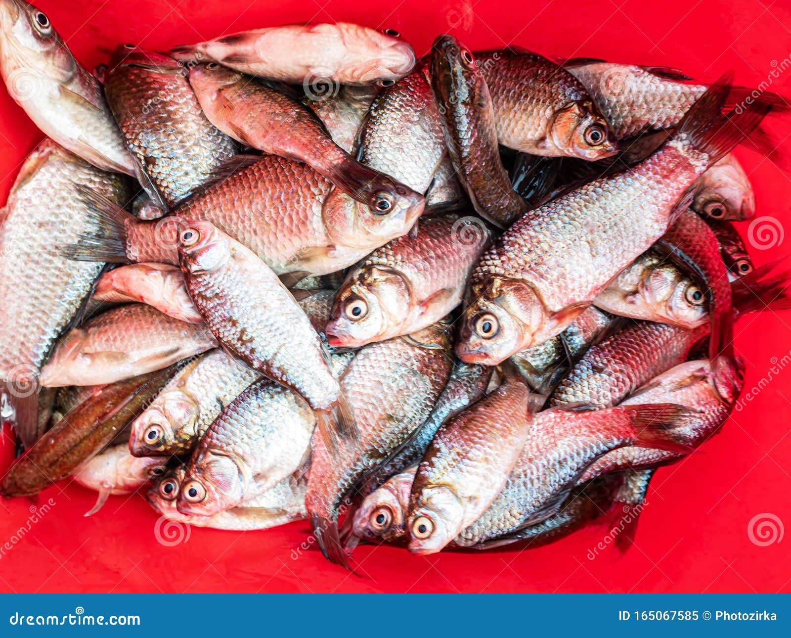 Fresh Crucian Fish on a Red Background Stock Image - Image of nutrition ...