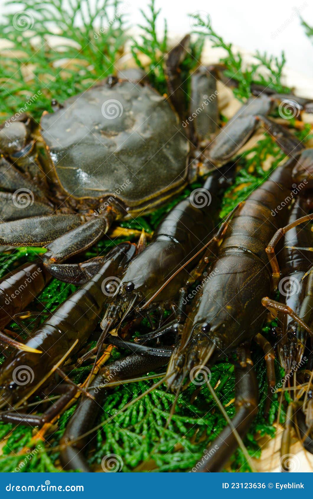 Fresh crustacean stock photo. Image of life, wide, mitten - 23123636
