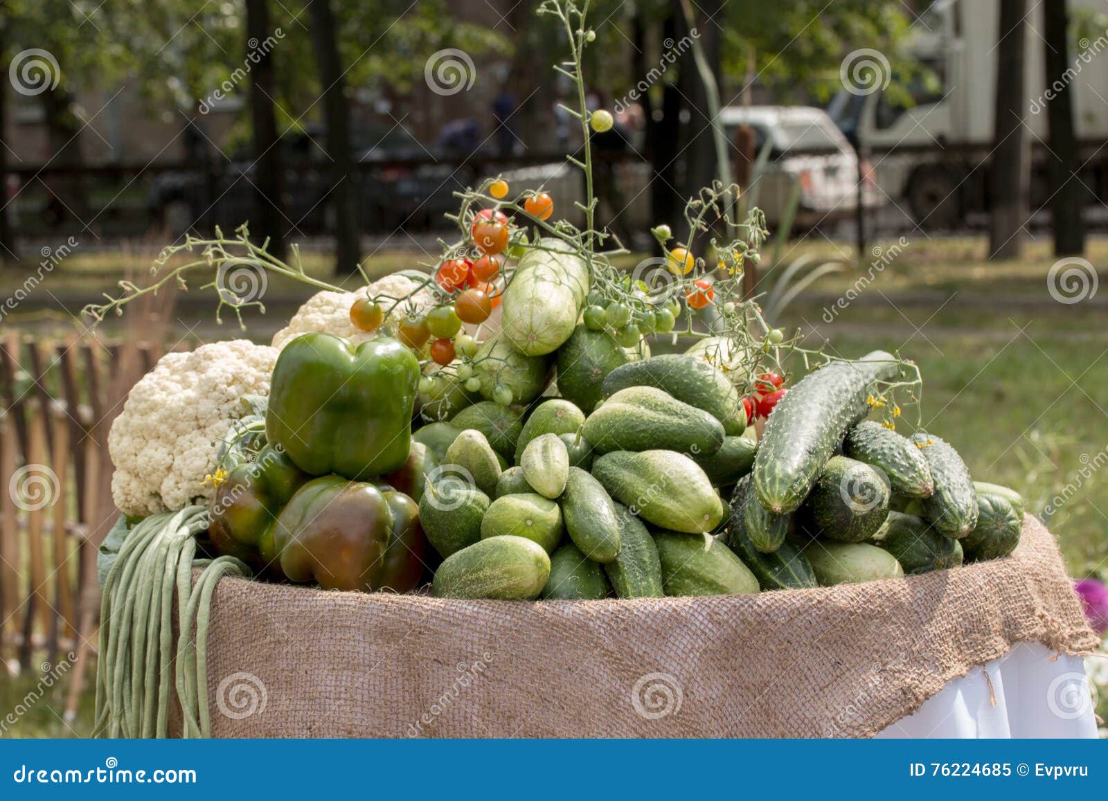 Fresh cucumber crop stock image. Image of green, crop - 76224685
