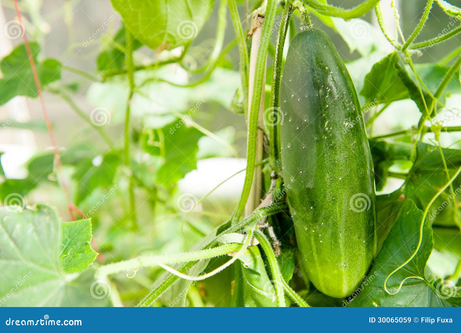 Cucumber stock image. Image of summer, branch, lash, rural - 30065059