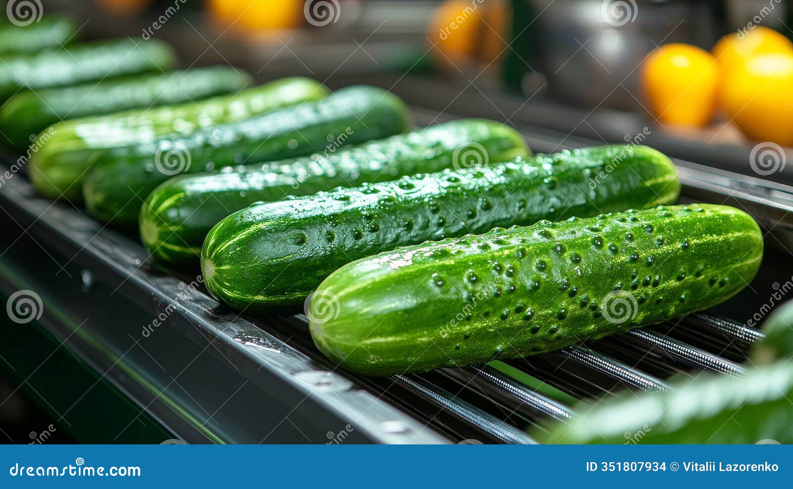 Fresh Cucumber Processing on Conveyor in Industrial Plant for Quality ...