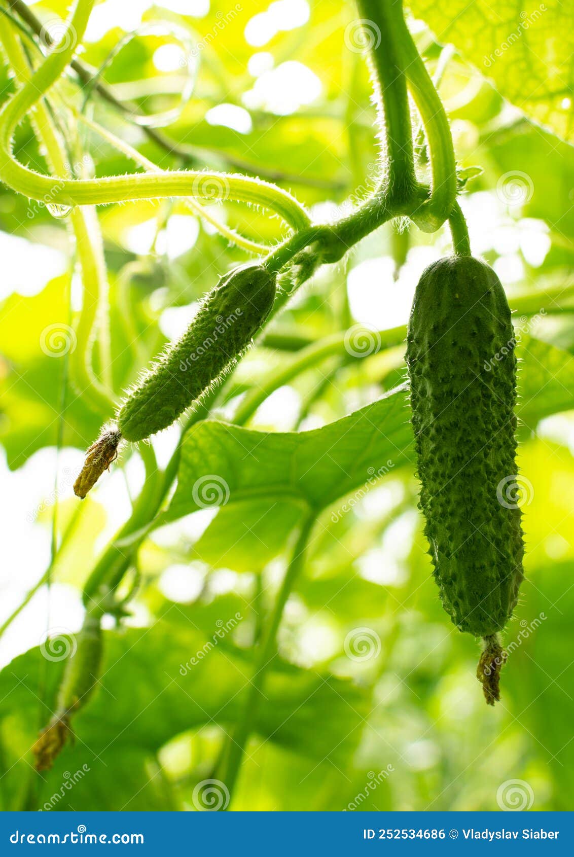 Fresh Cucumber on the Stem Growing Stock Photo - Image of food, leaf ...