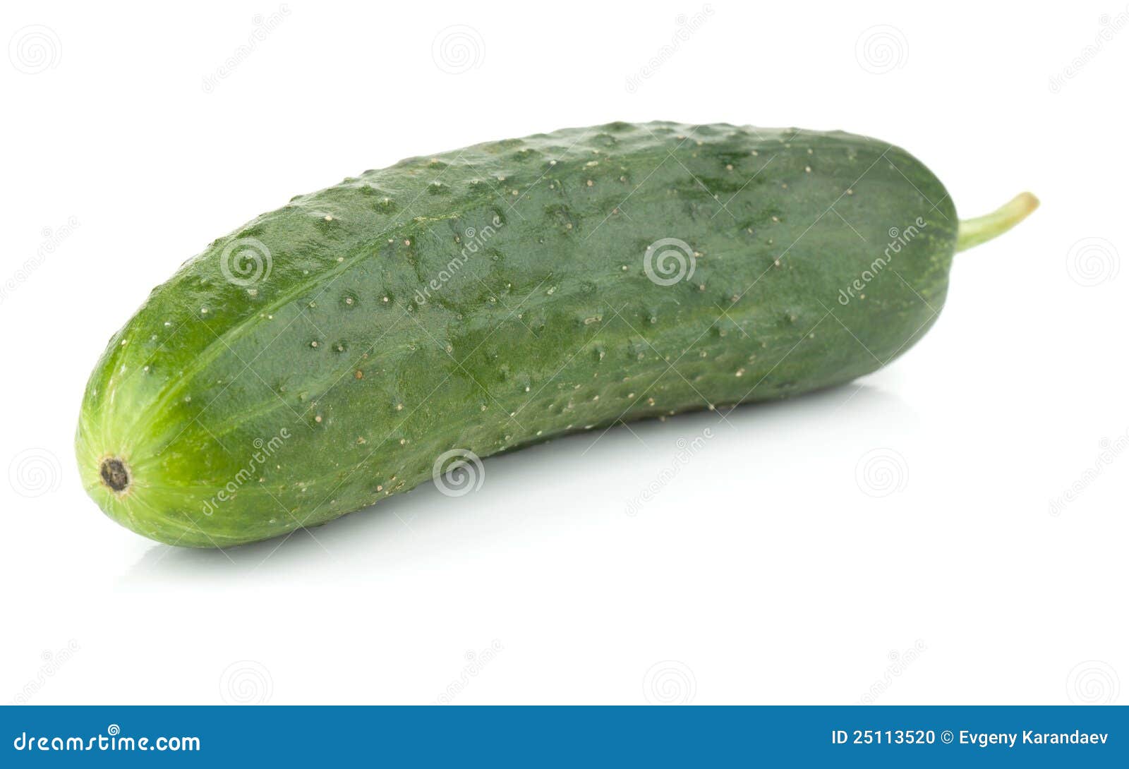 Fresh cucumber vegetable stock photo. Image of plant - 25113520