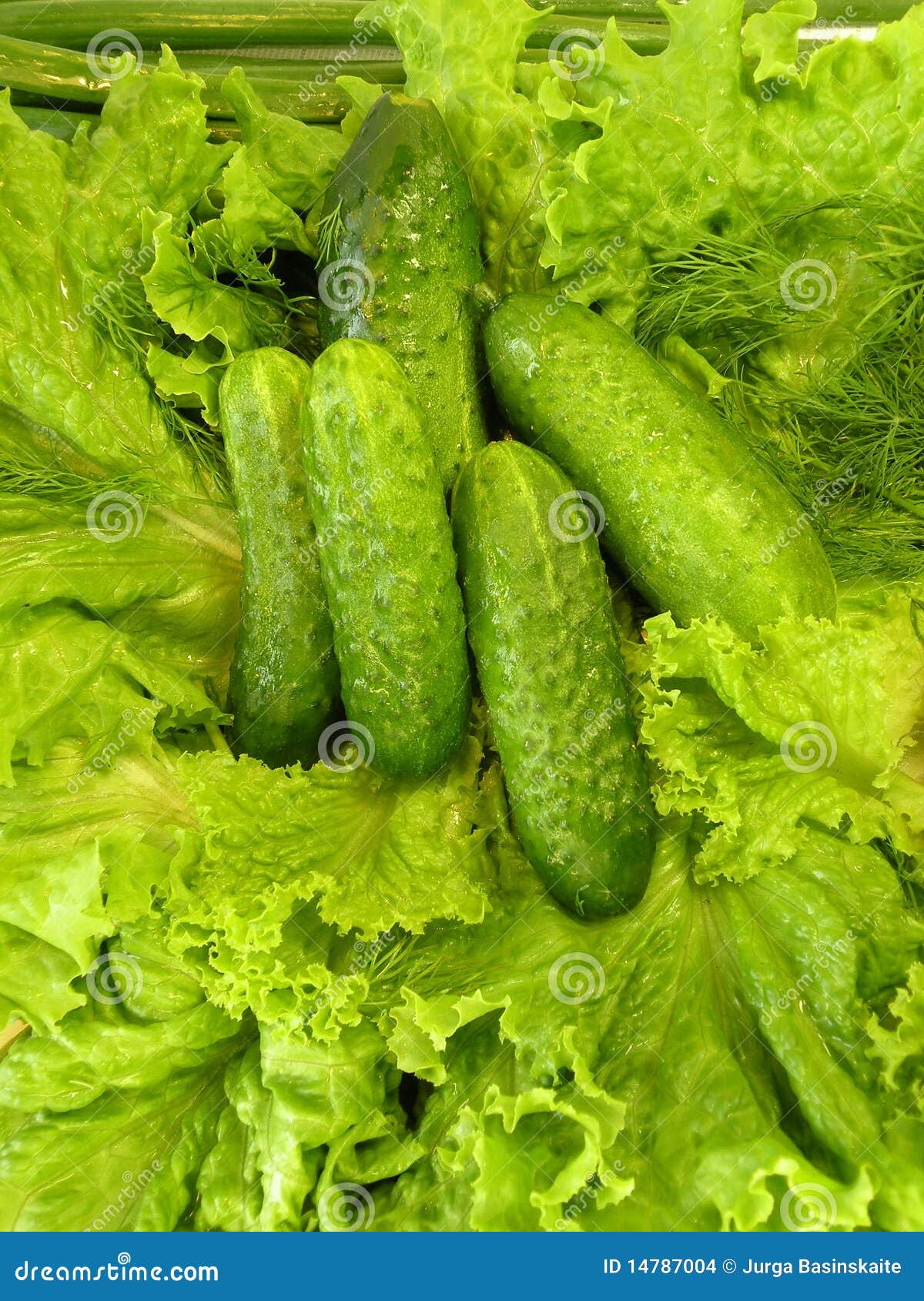 Fresh cucumbers stock photo. Image of foodstuff, aromatu - 14787004